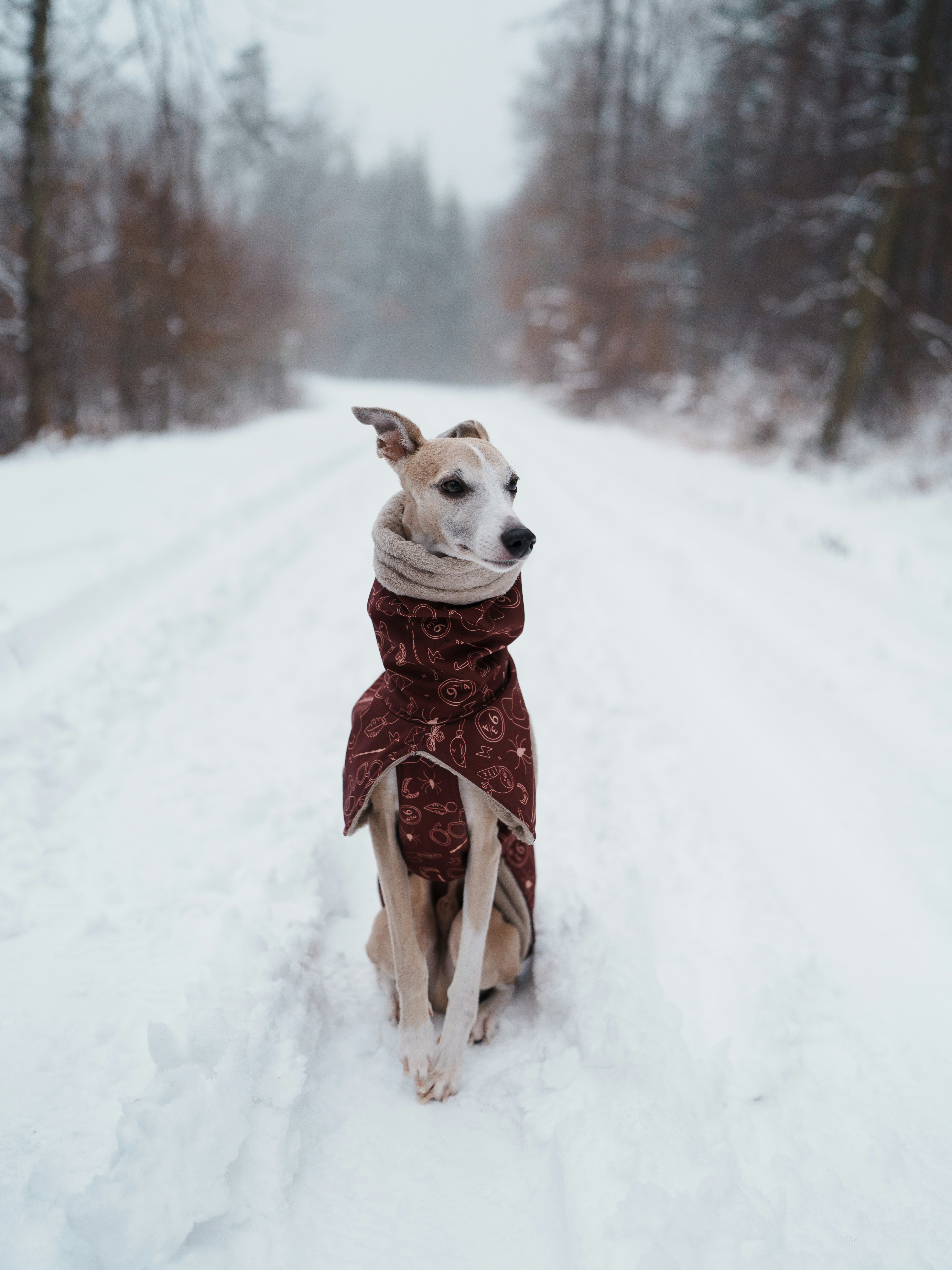 Photo by Jan Suchánek with Sony Alpha 7 IV