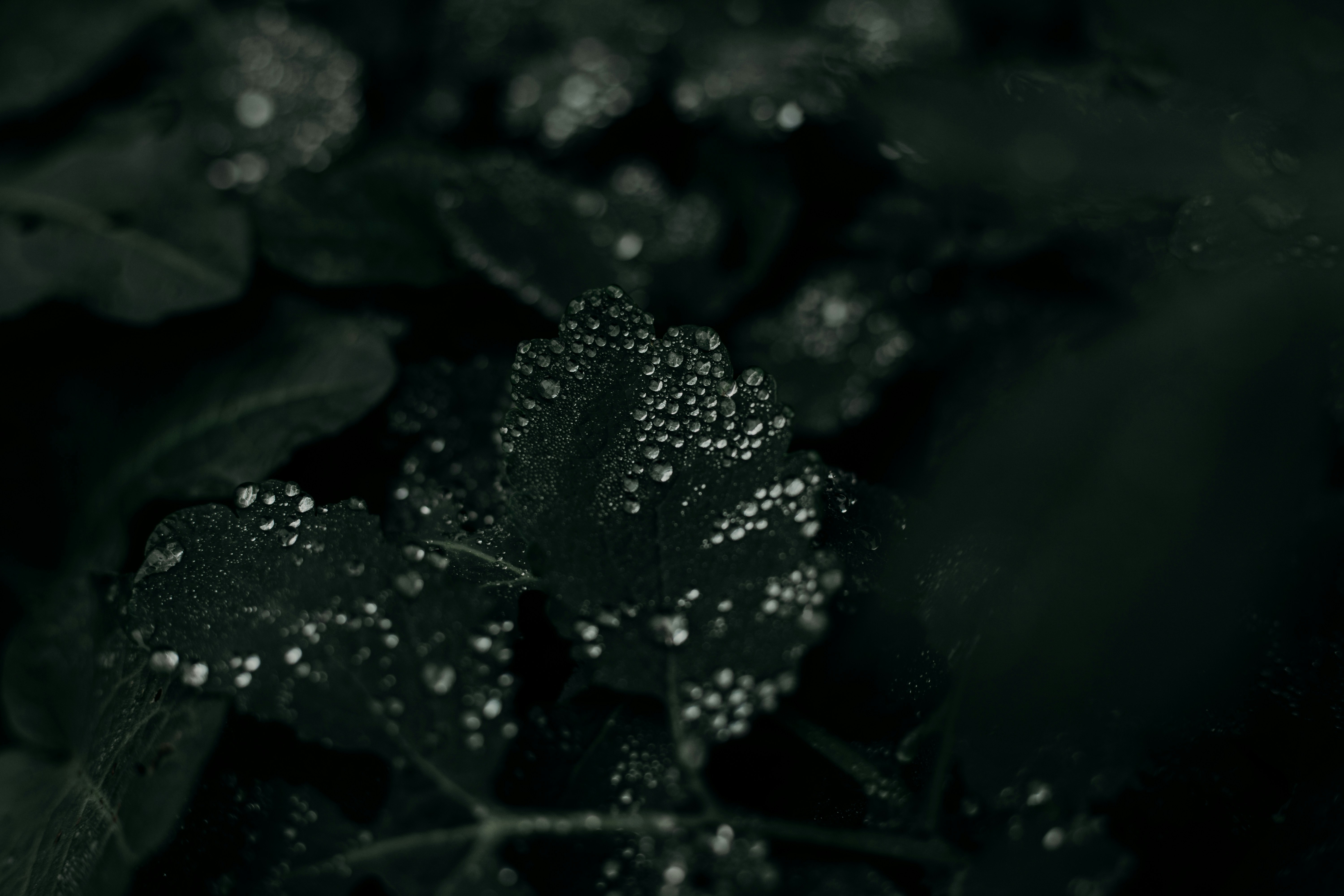 Photo by Sylvester Sabo with Canon EOS 6D