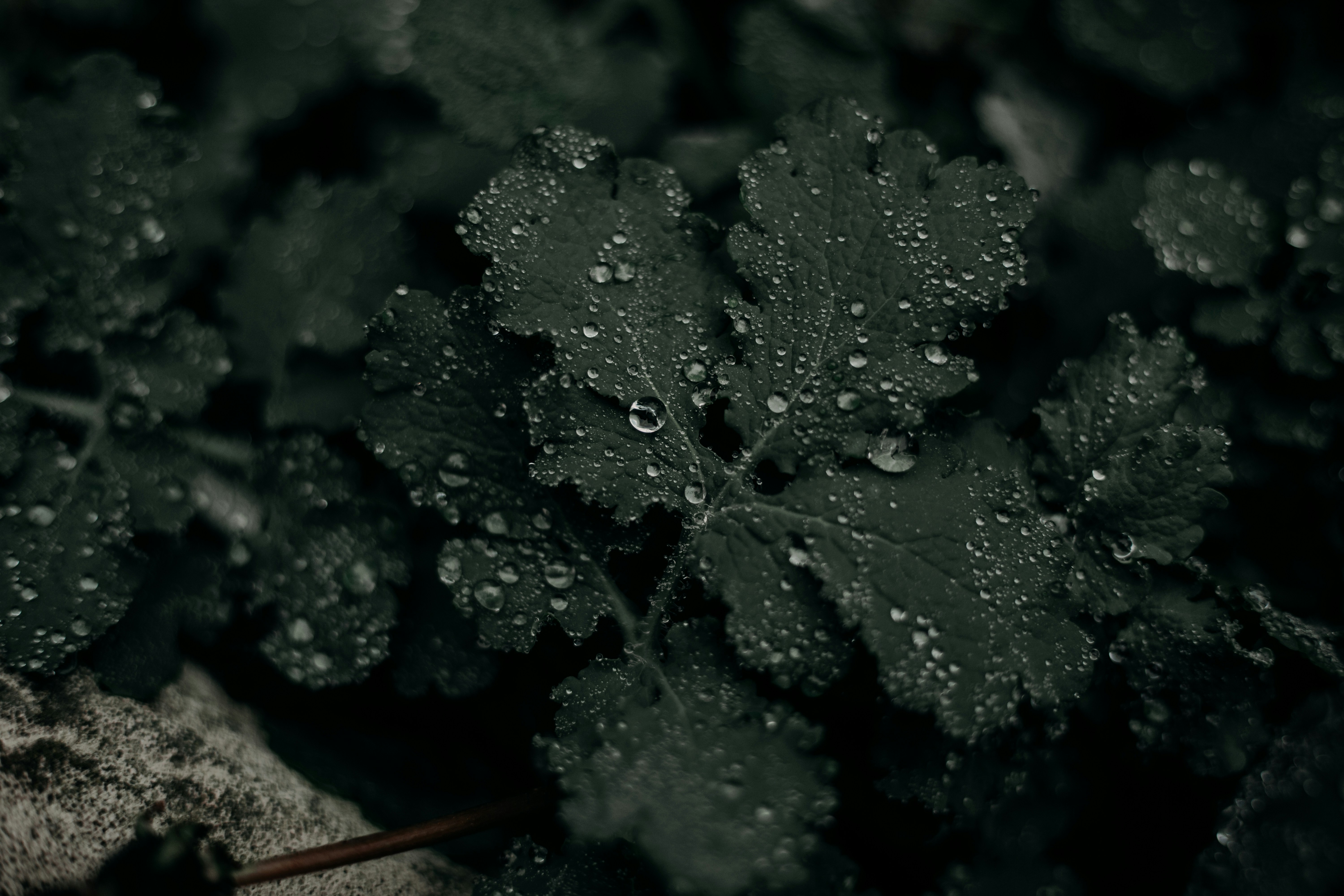 Photo by Sylvester Sabo with Canon EOS 6D