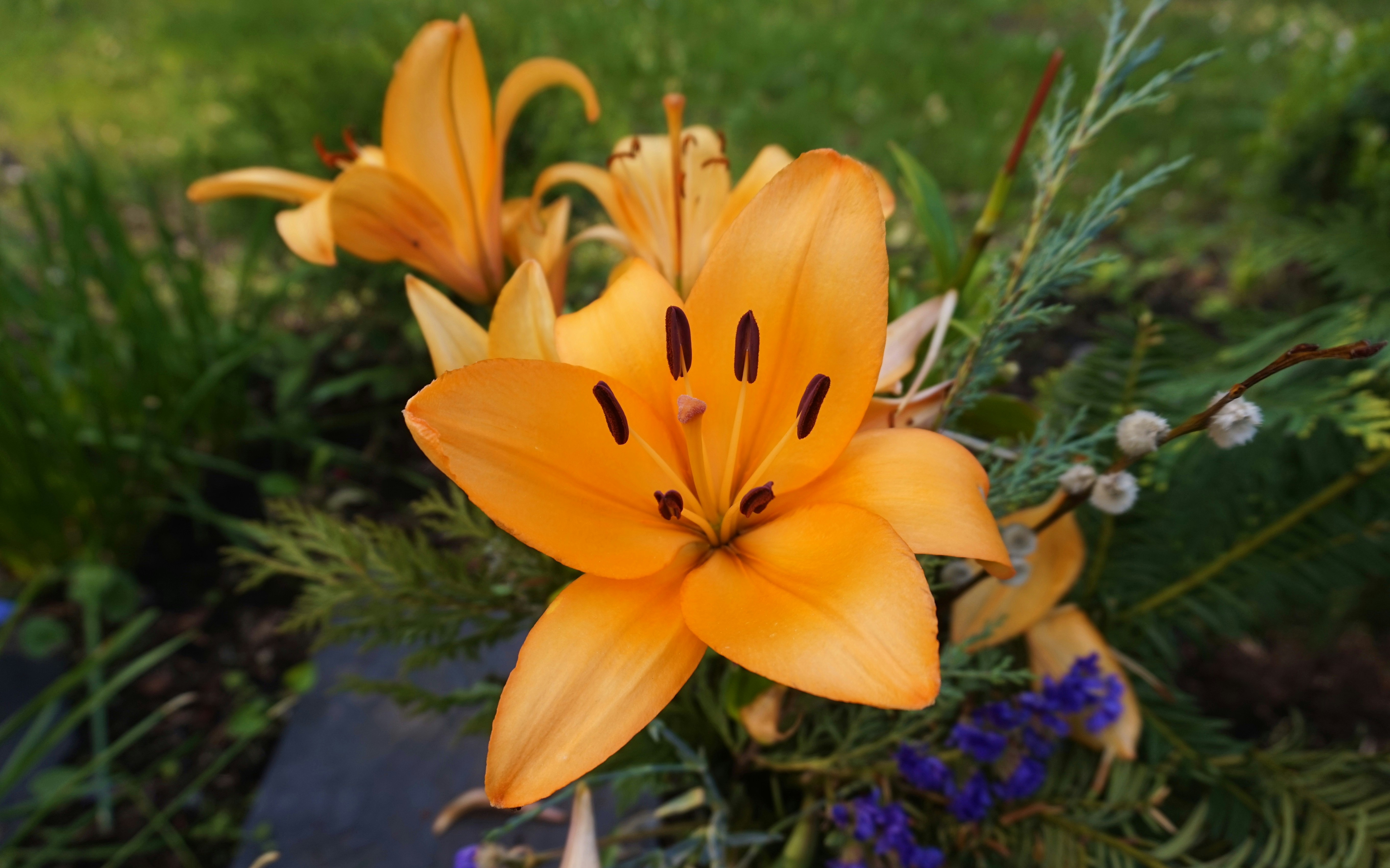 Amber Lily in Focus: Close-Up Amid Garden Greens and Purple Accents