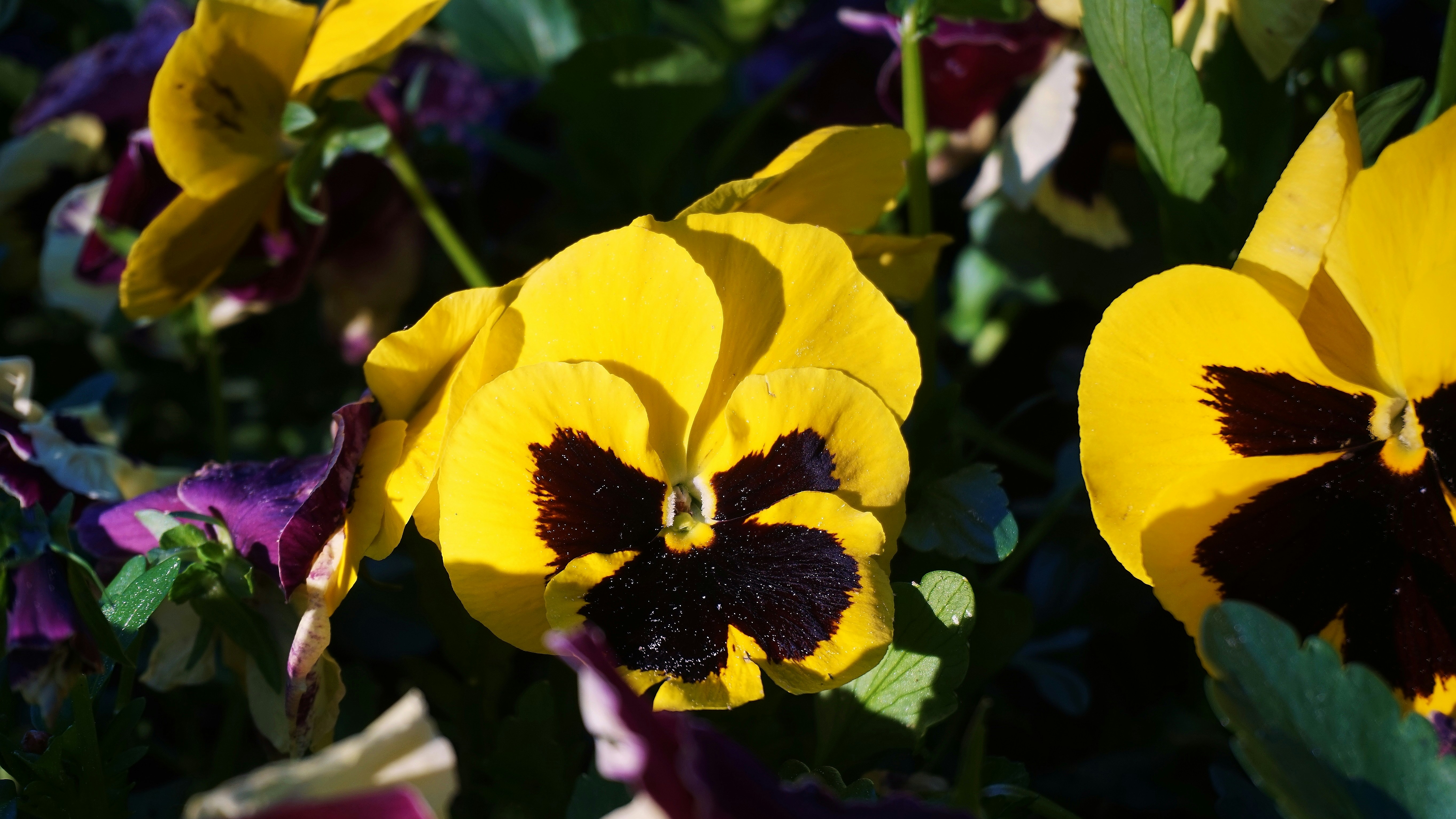 Sunlit pansy with inky throat anchors a vibrant garden bed
