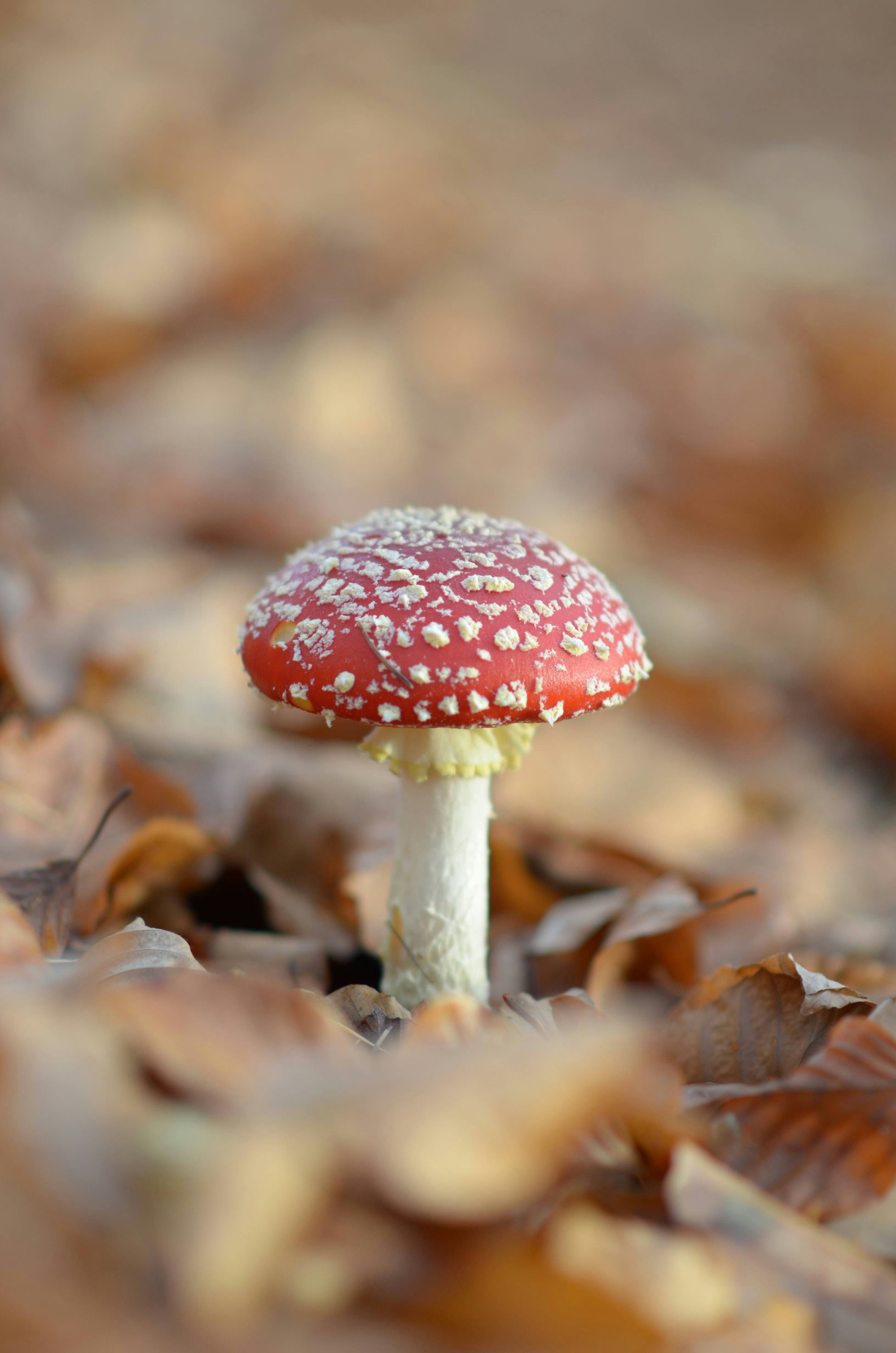 Scarlet-topped Amanita: a lone autumn sentinel among brown leaves