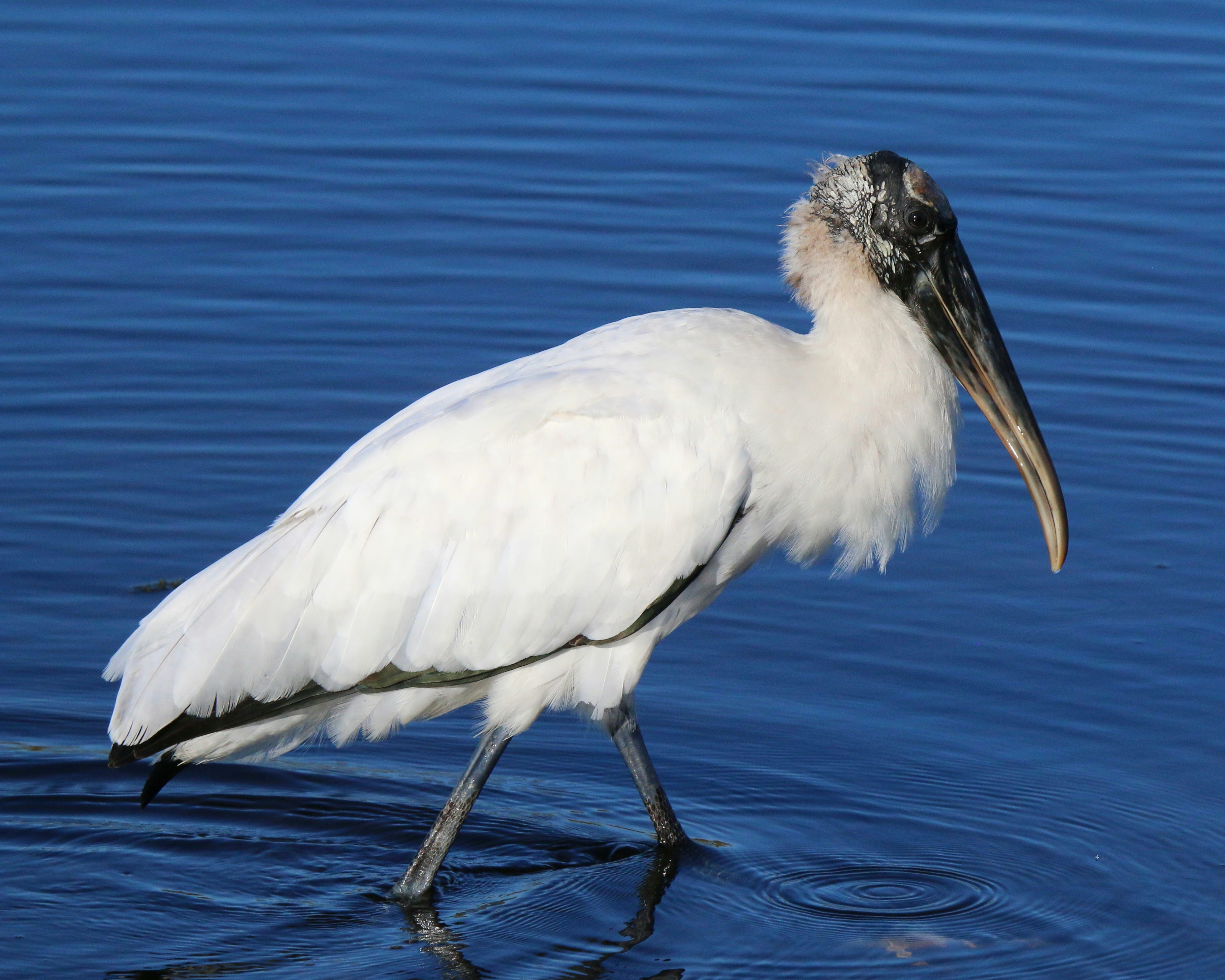 Photo by Paul Crook with Canon EOS 70D