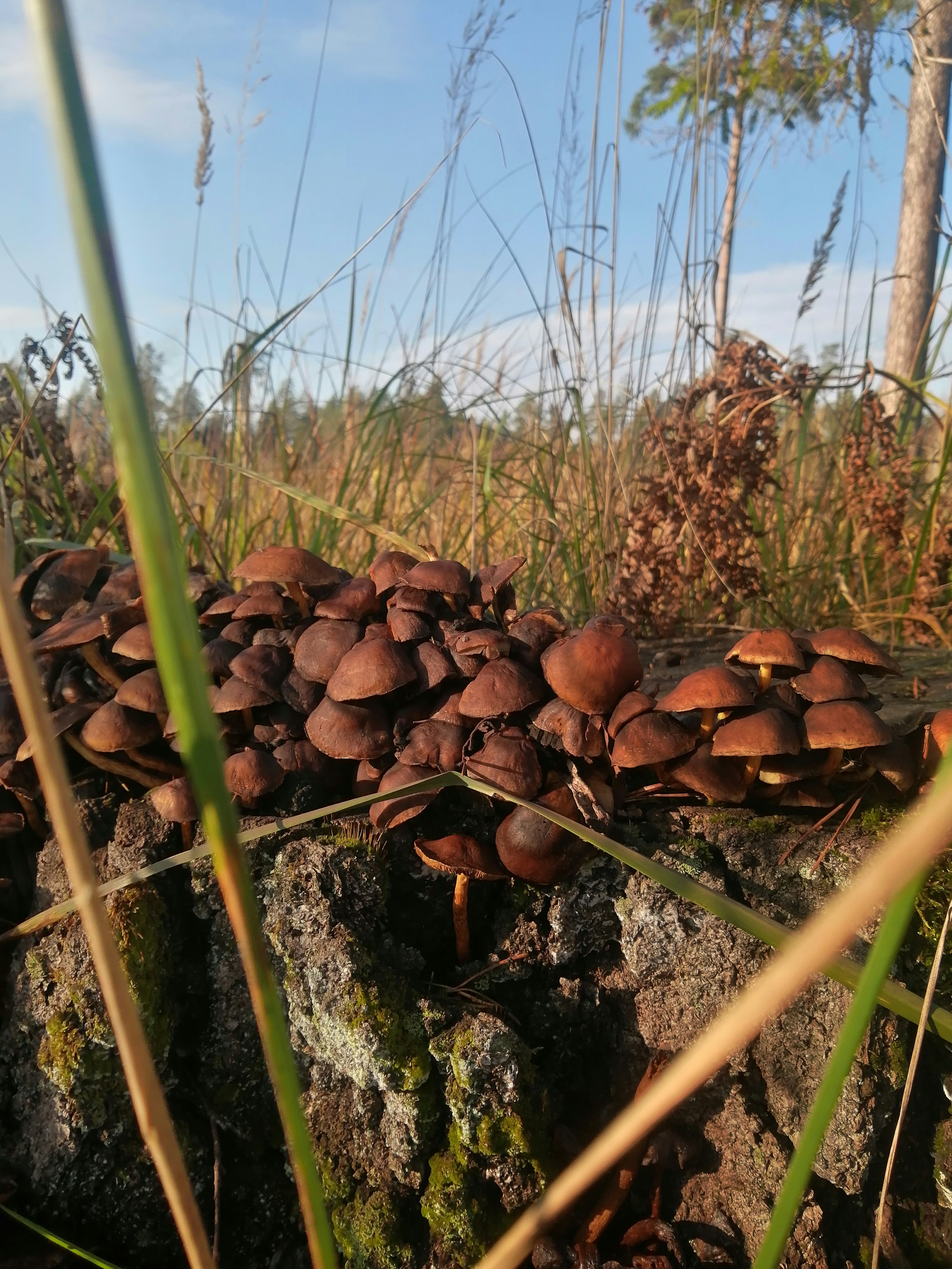 Mushroom Colonnade on a Mossy Rock in Sunlit Grass