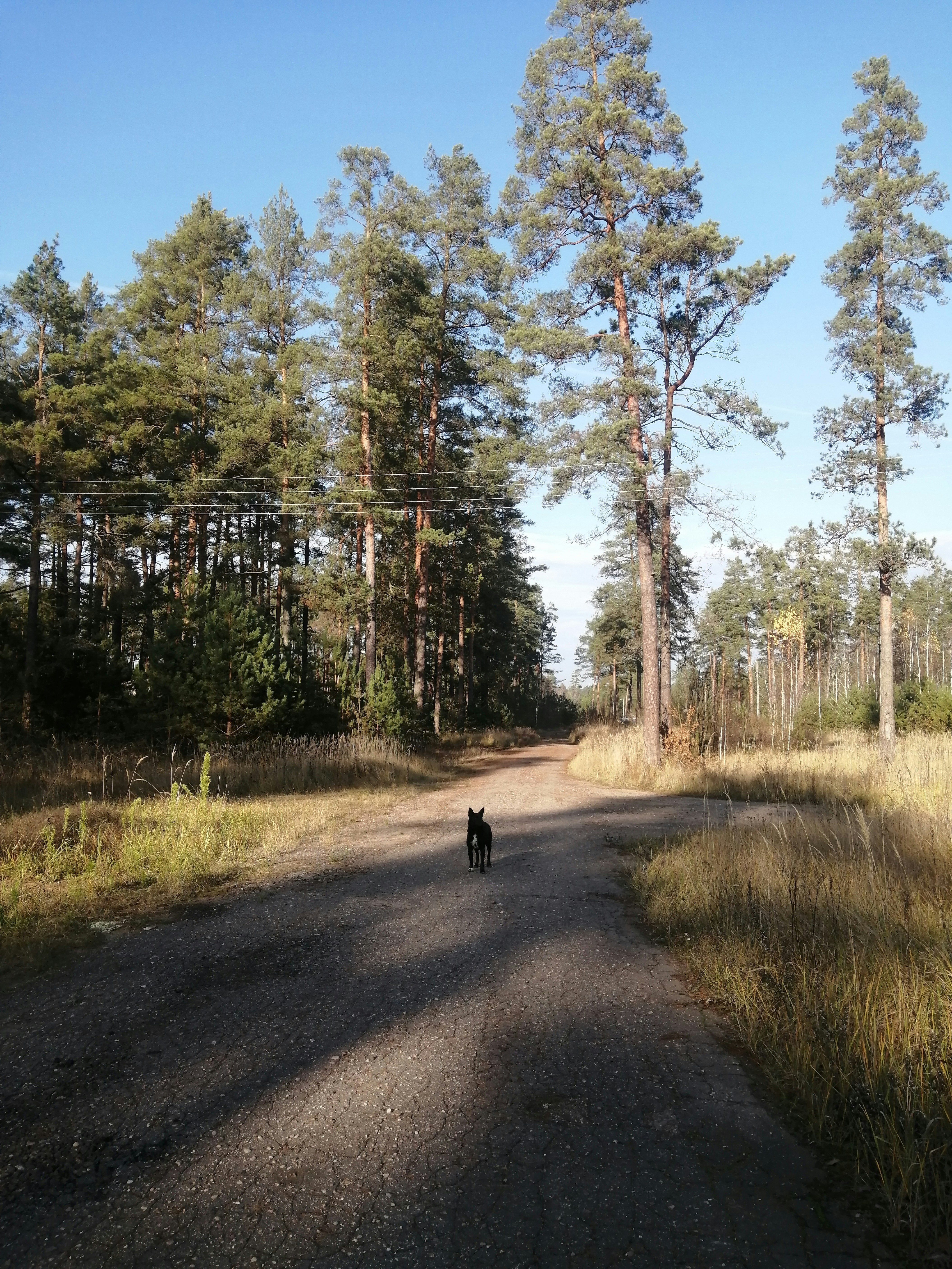 Lone hound on a pine-lined road at midday