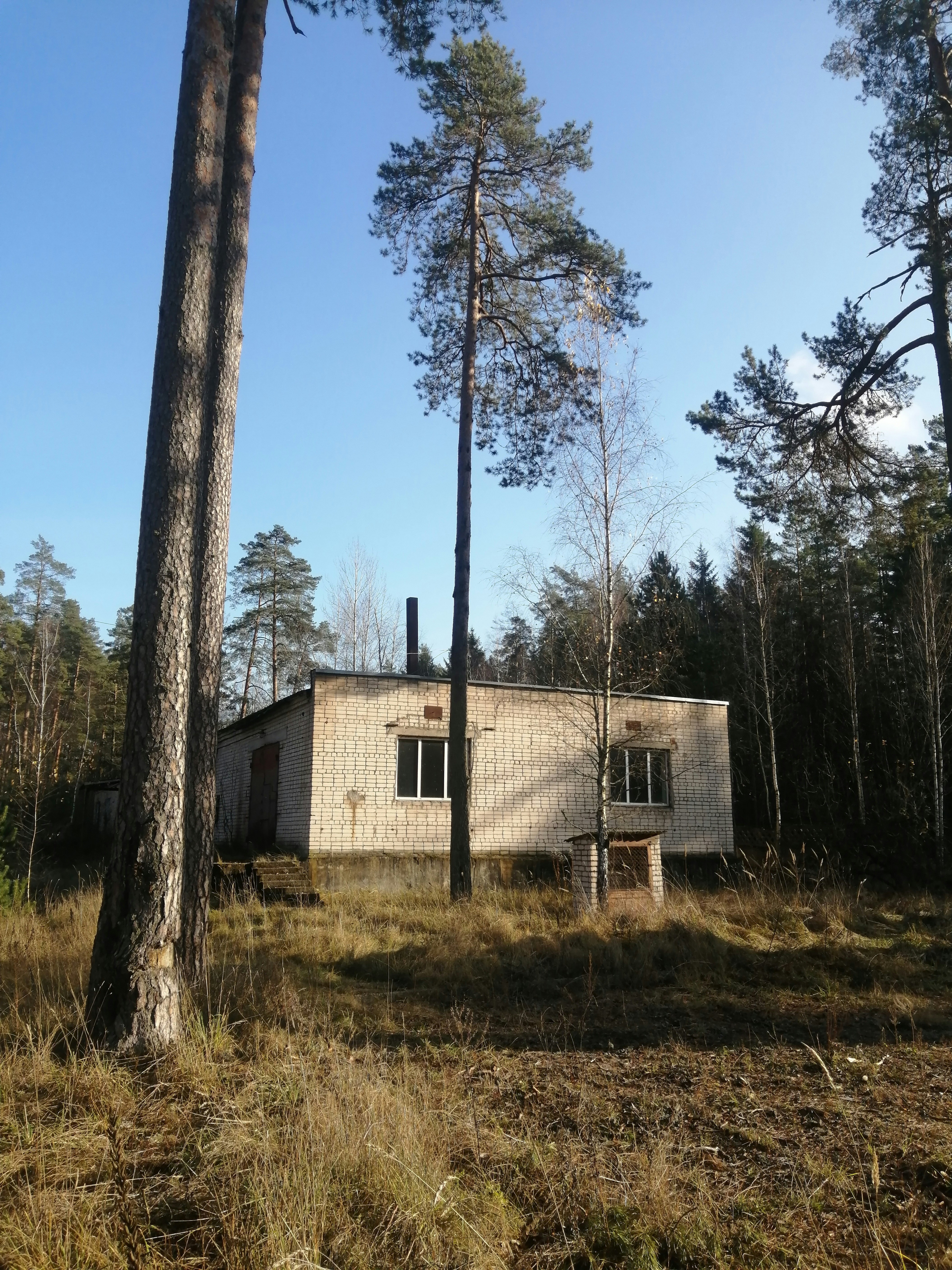 Sunlit Relic: Brick Cabin Standing Quietly in a Pine Forest