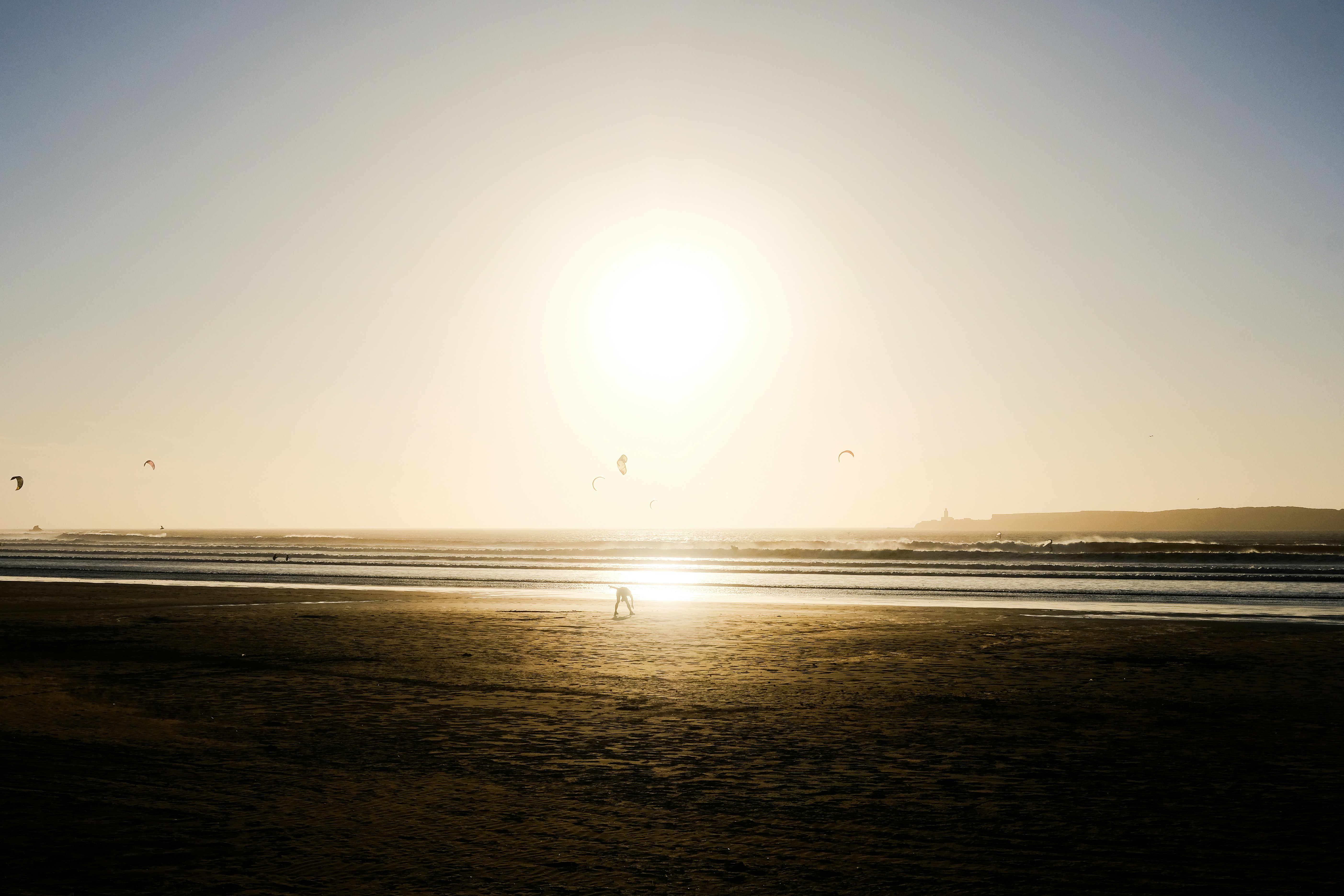 Amber Tide at Dusk: Seabirds over a Quiet Beach
