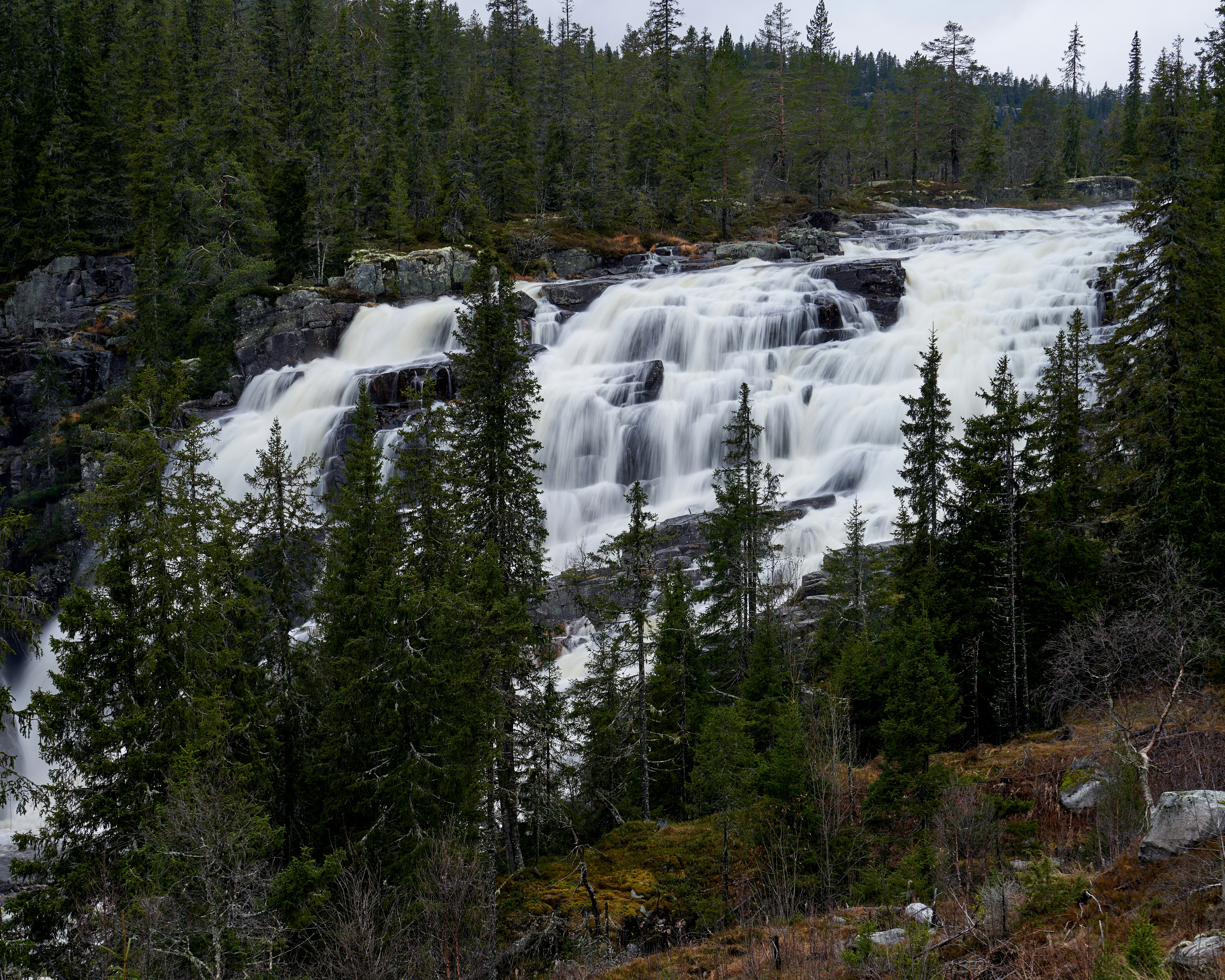 Pine-Fringed Cascade: A Northern Woodland Waterfall