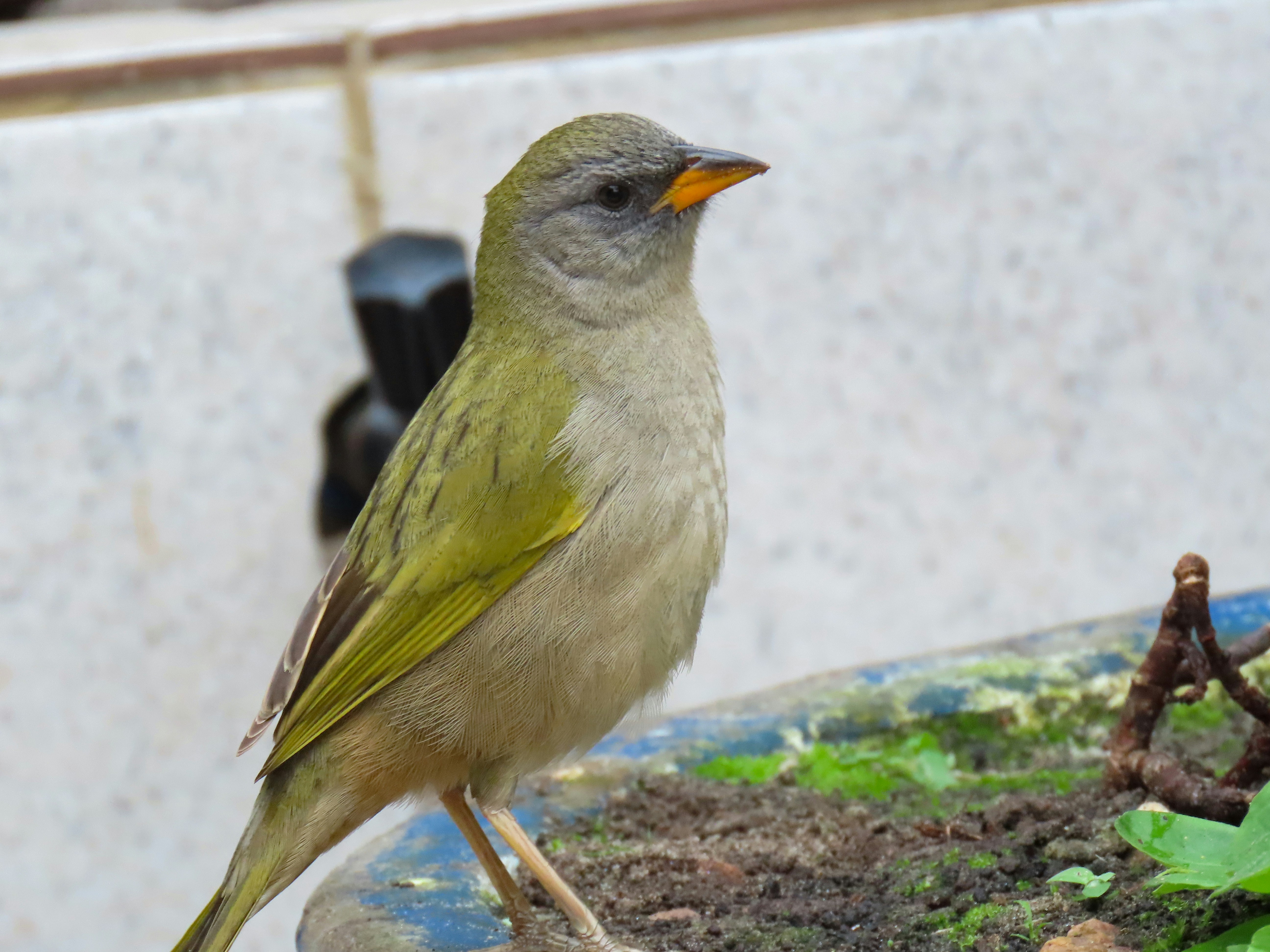 Sabiá-do-banhado/Great Pampa-Finch (Embernagra platensis)