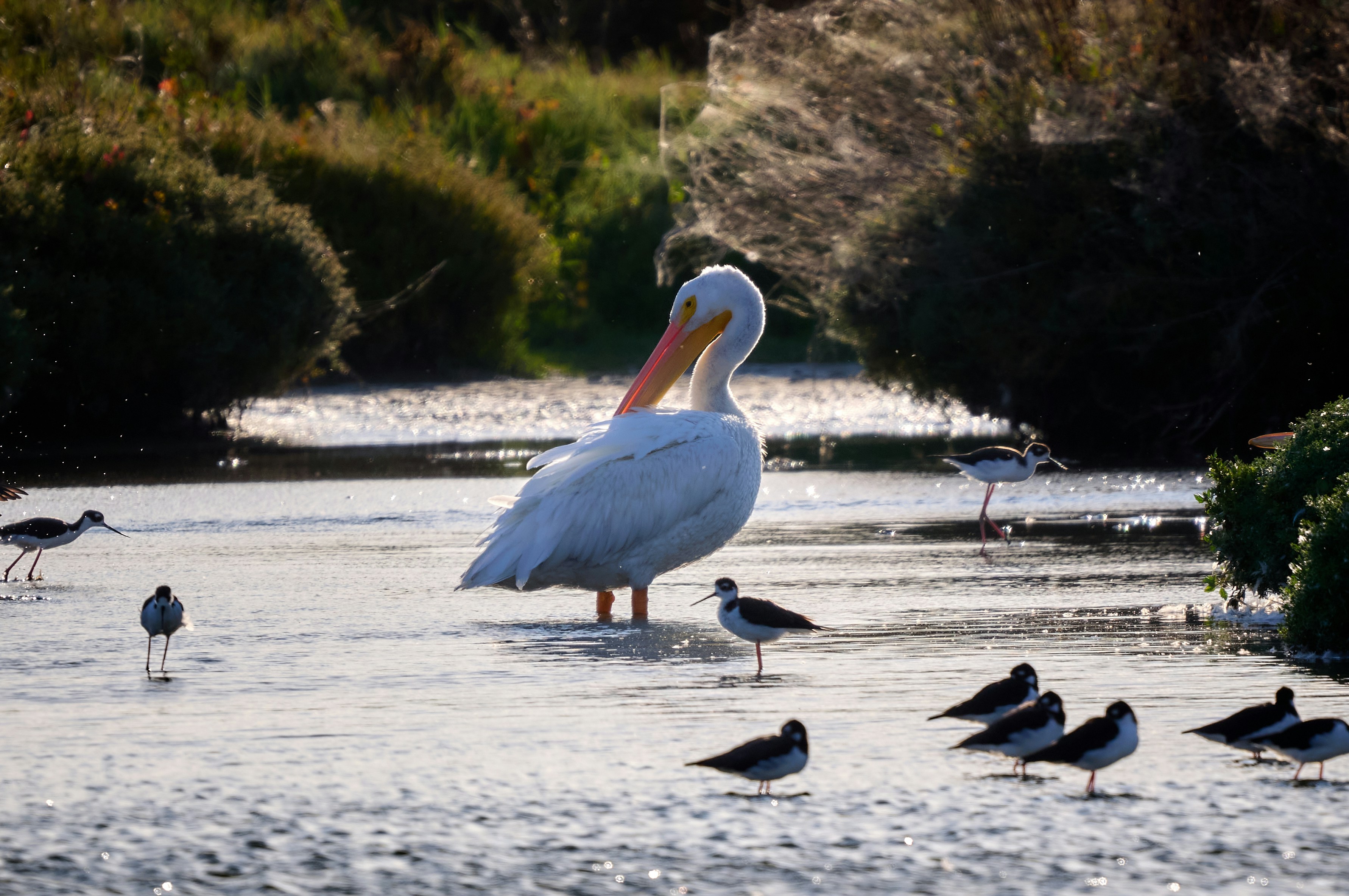 A large white pelican stands calmly in shallow water surrounded by smaller shorebirds, illuminated by soft golden light in a peaceful wetland setting.