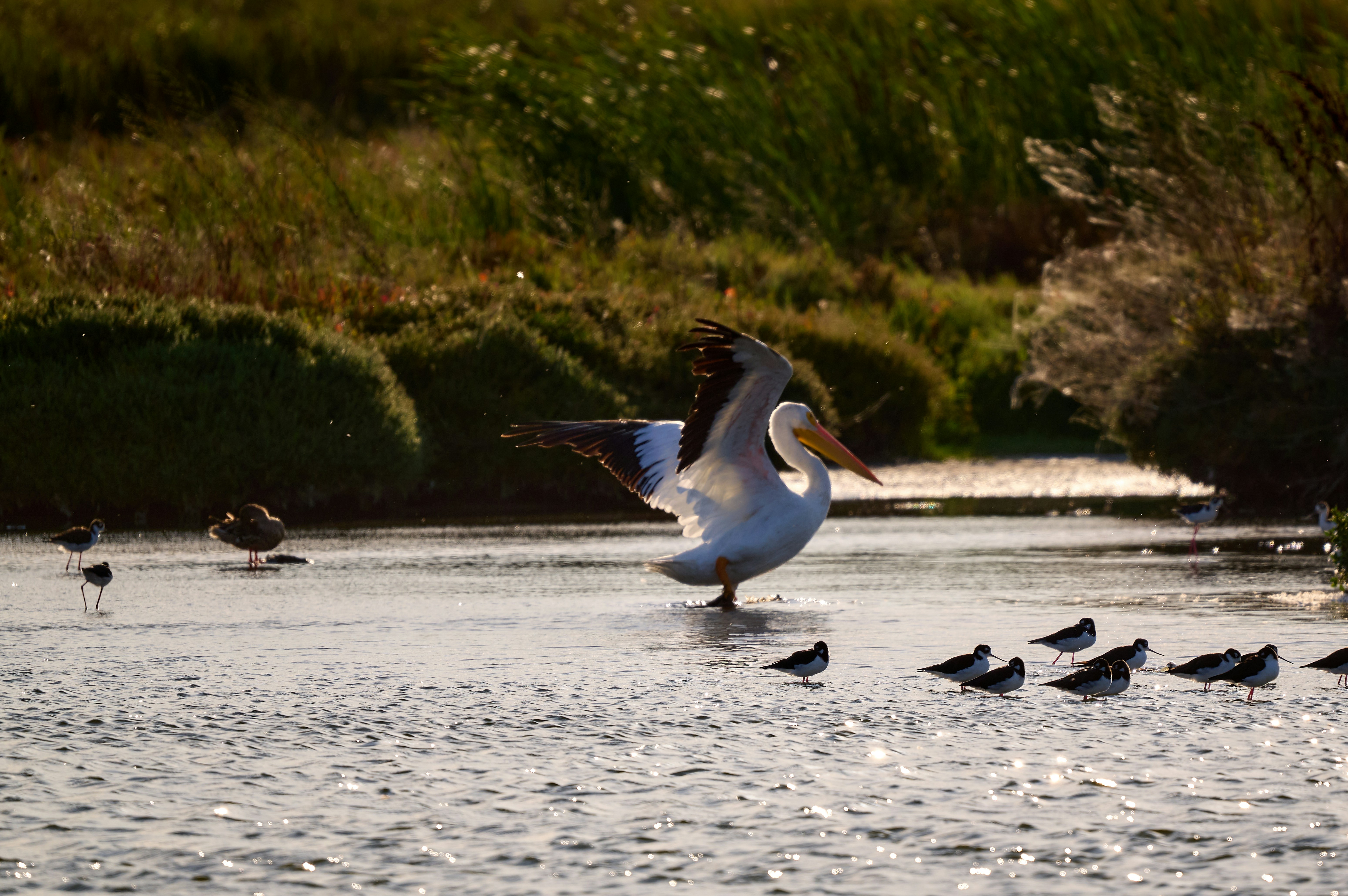 A large white pelican spreads its wings in shallow water surrounded by smaller shorebirds, bathed in the golden glow of sunset over a lush wetland.