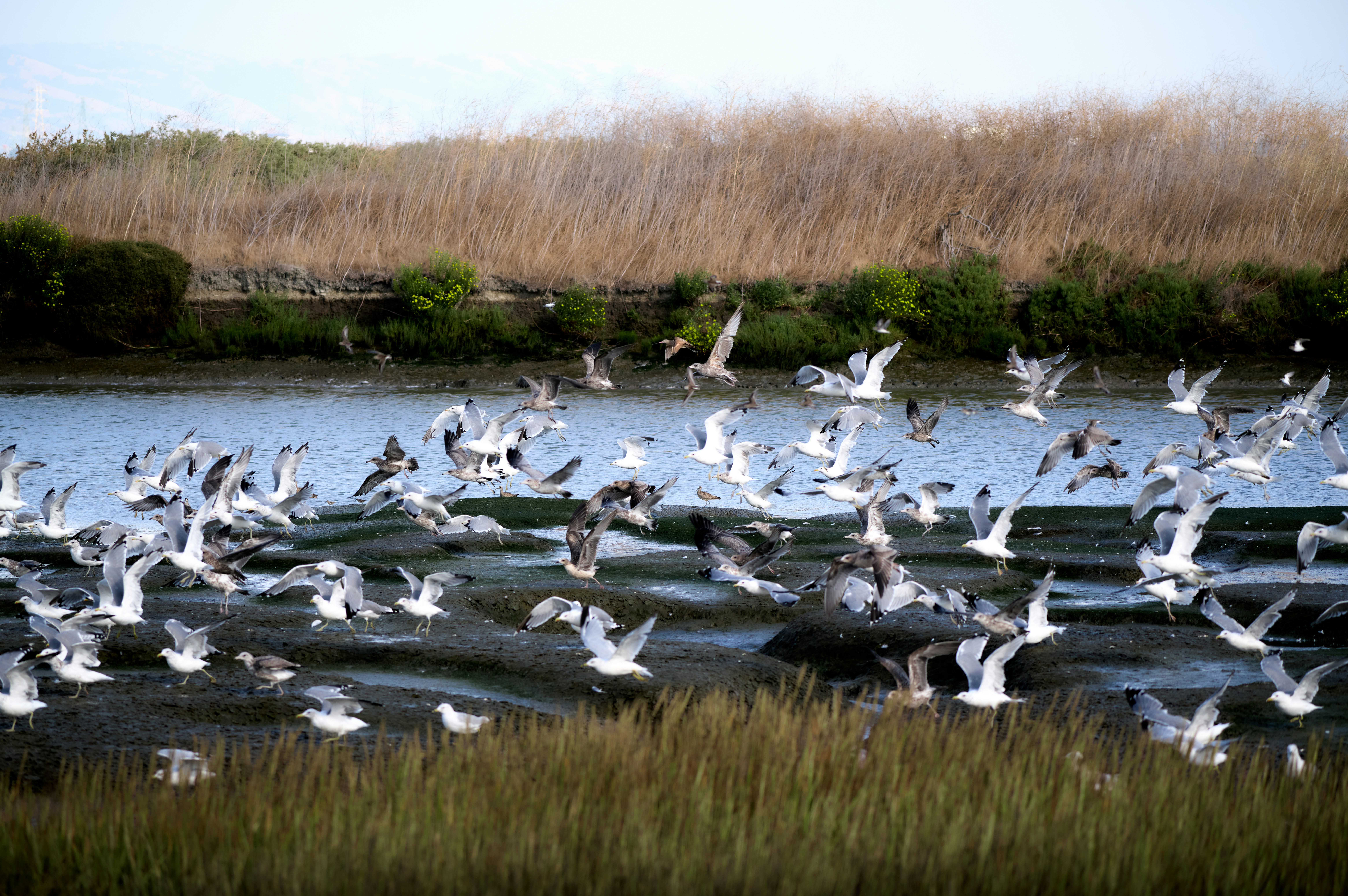 A large flock of seagulls and shorebirds takes flight over a muddy wetland, with tall grasses and calm water under soft daylight.
