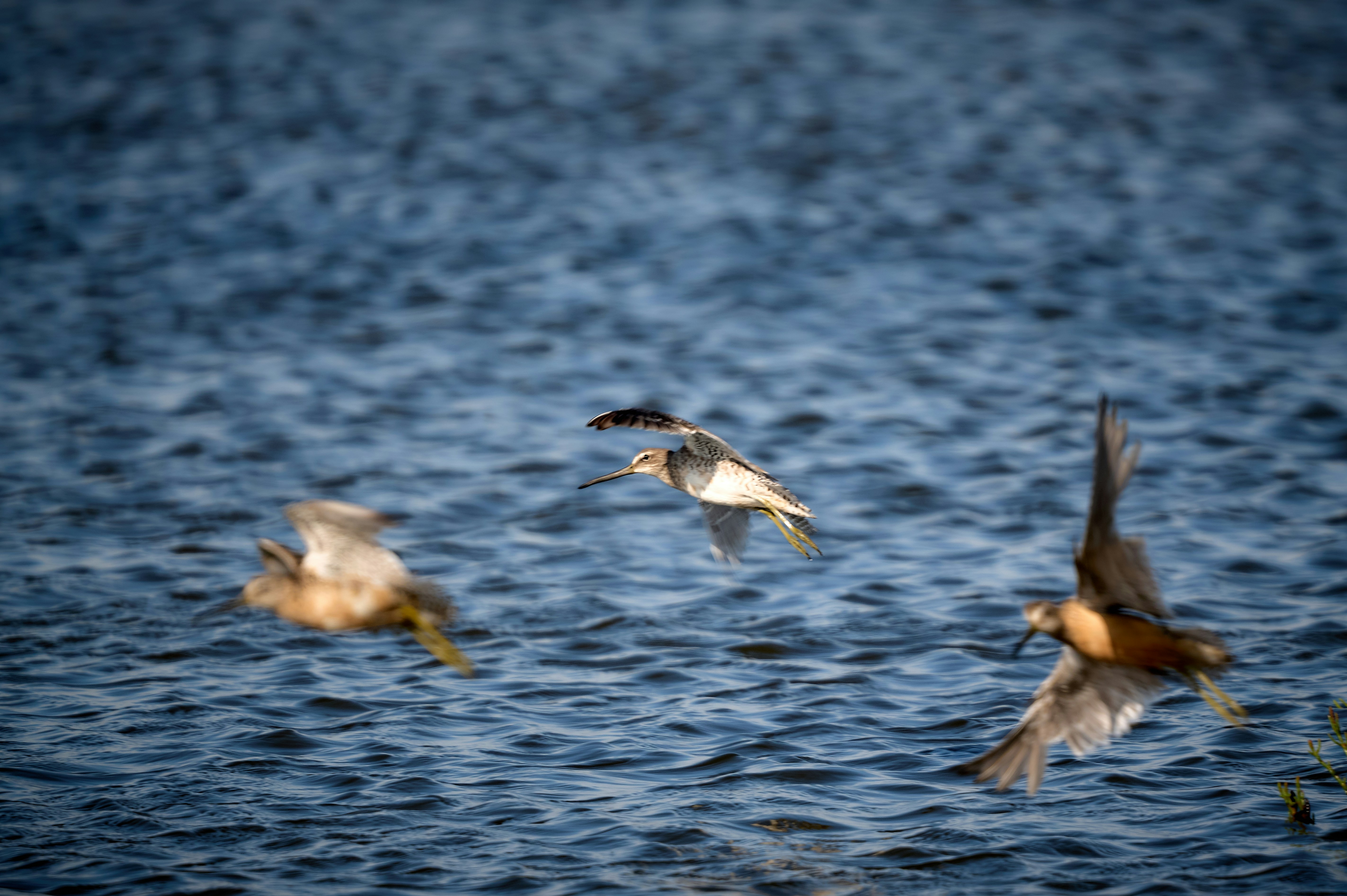 Three shorebirds with long bills fly low over rippling blue water, captured mid-flight in a dynamic wildlife moment.