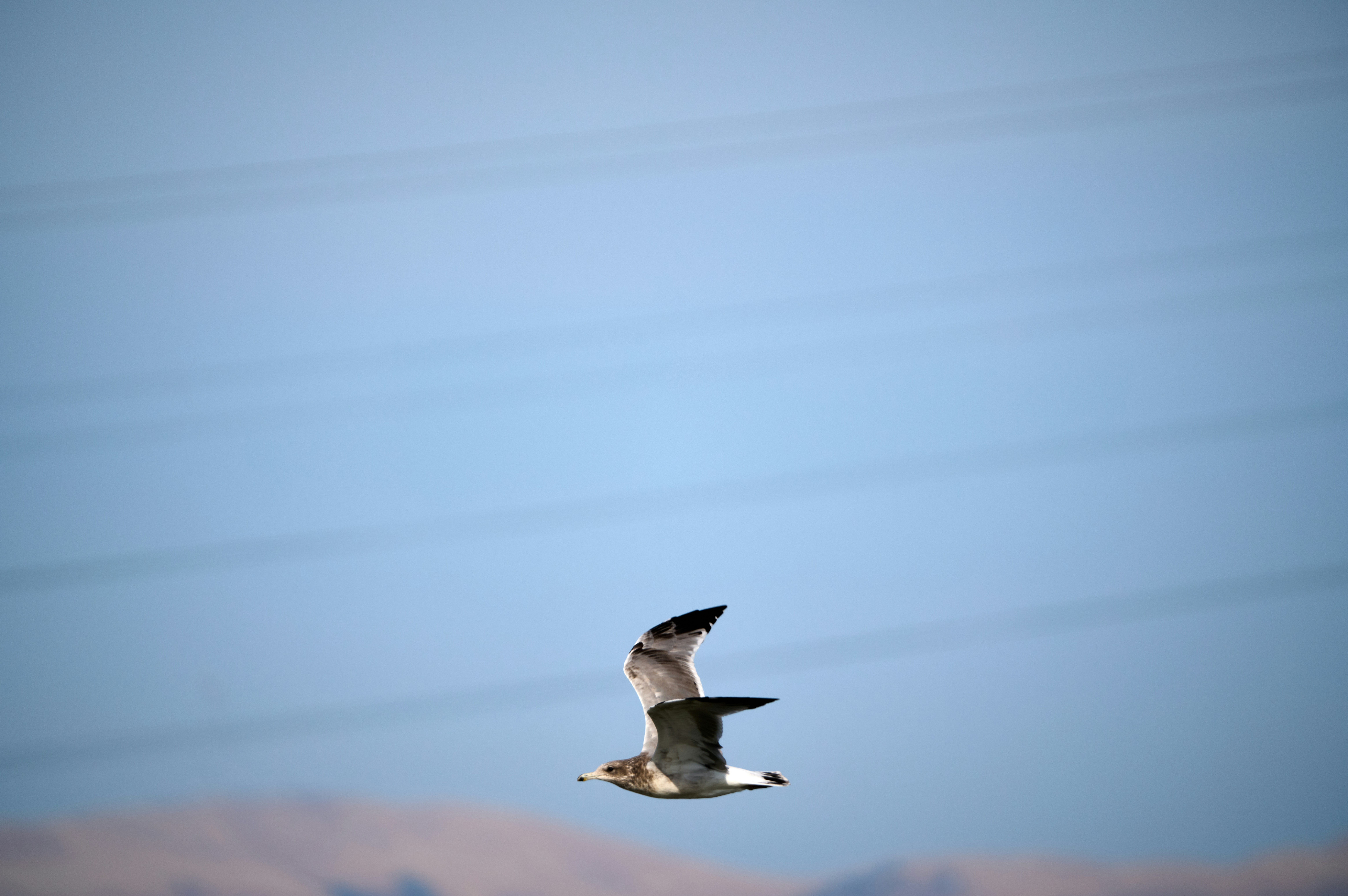 Against the Blue: A Lone Bird Carves a Quiet Arc Over Distant Hills