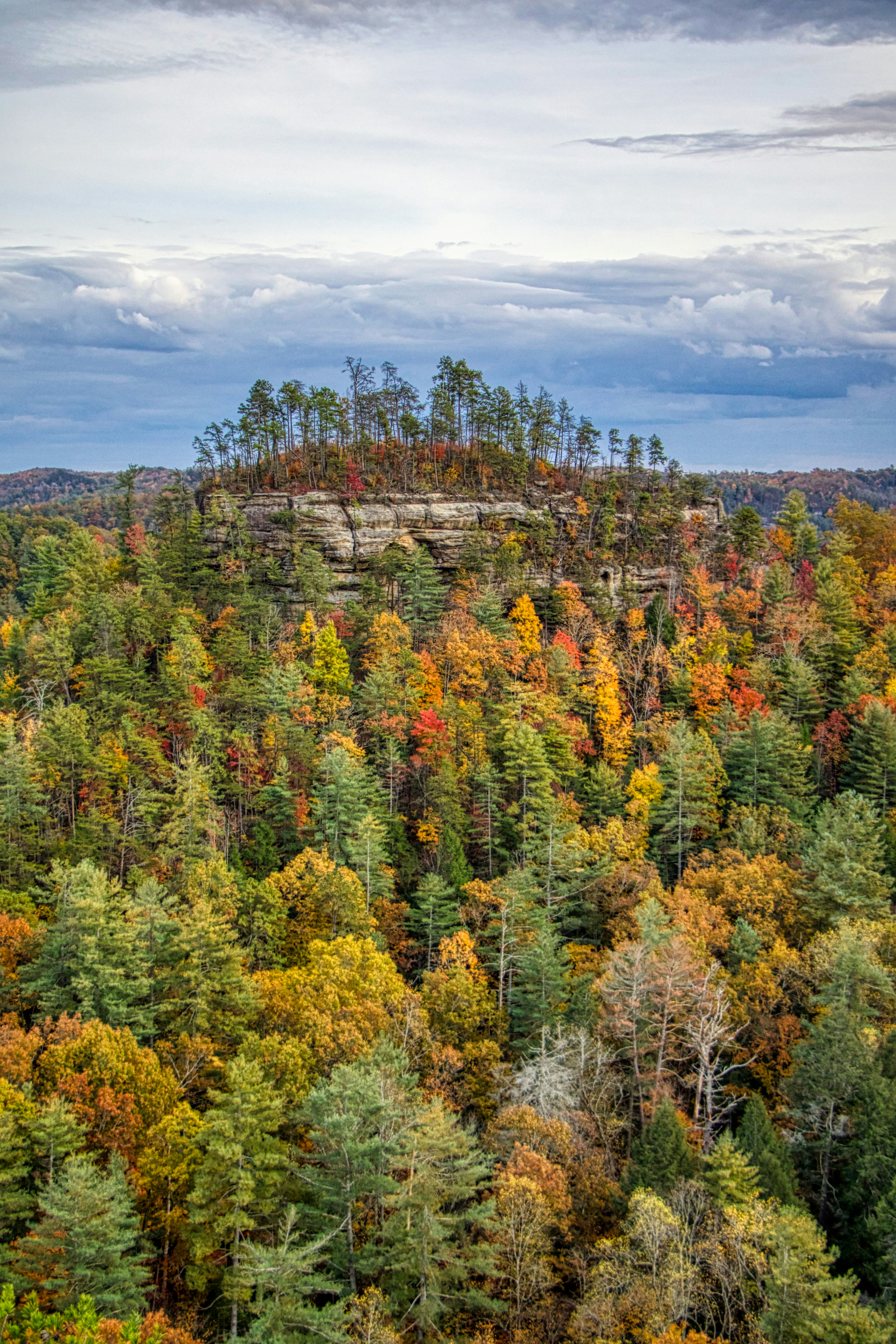 Autumn Crown on a Pine-Studded Mesa