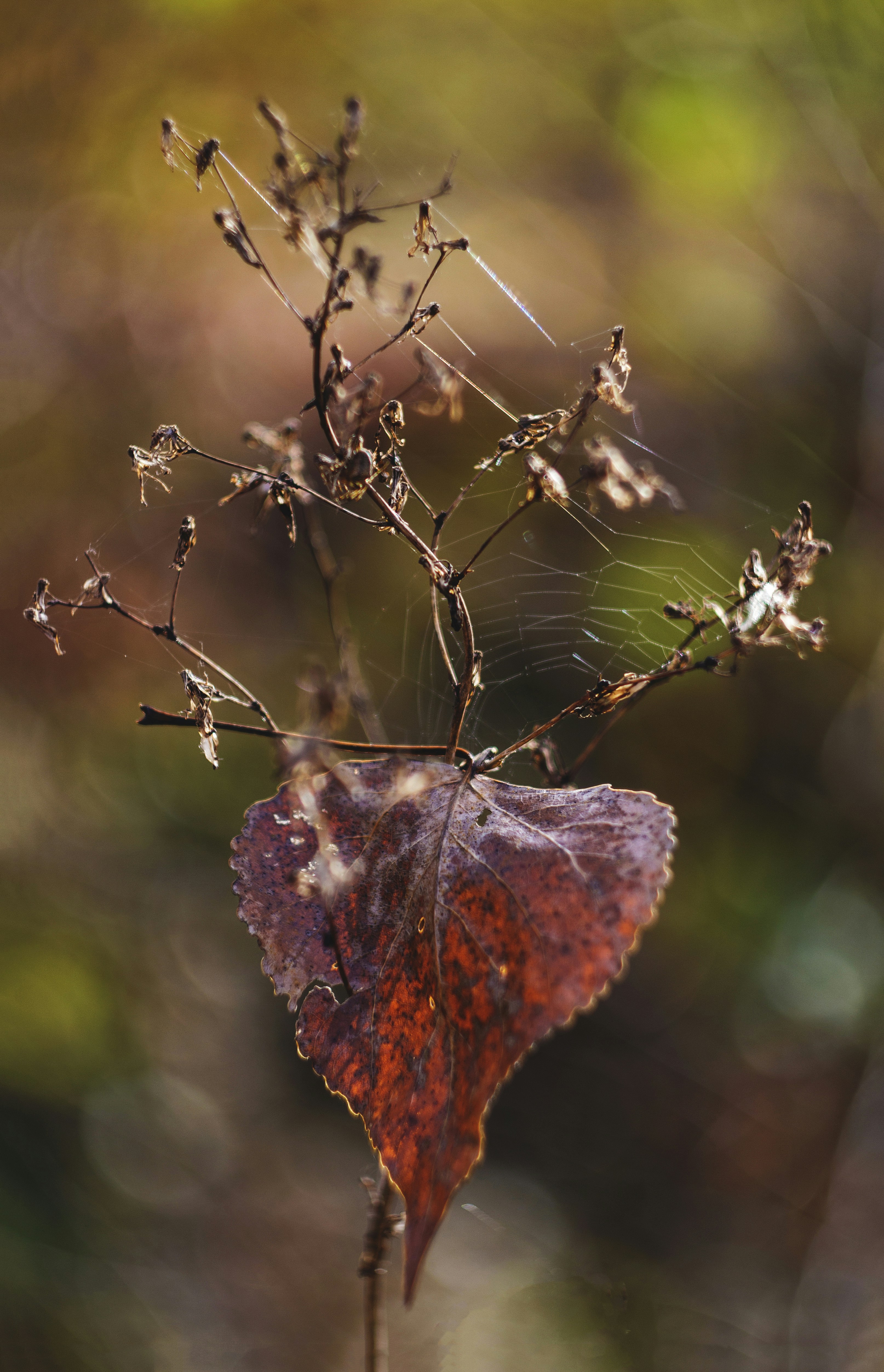 Crimson Leaf Tangled in a Quiet Web of Autumn Light