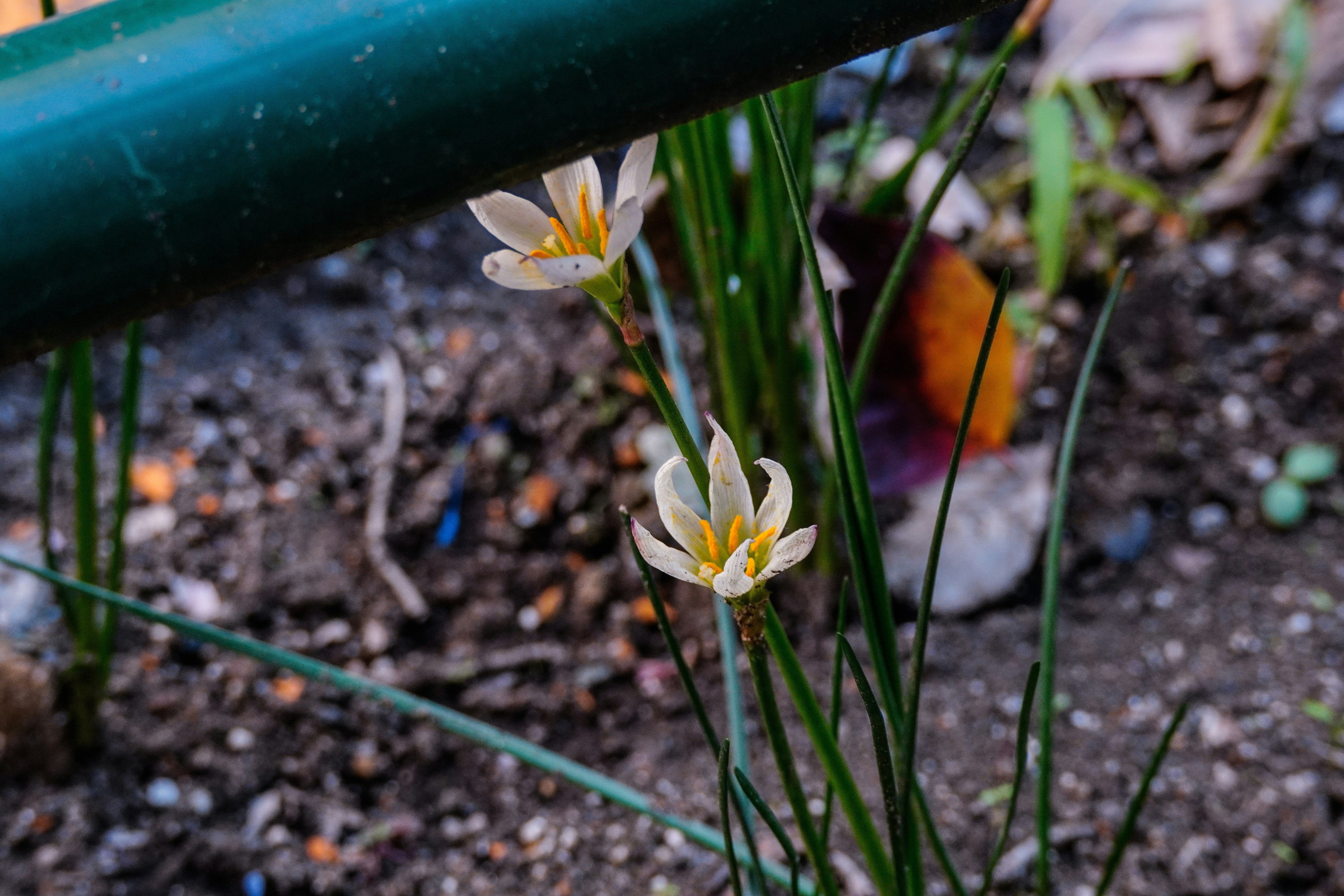 Two White Crocus Blooms Peek Through a Garden Bed Against a Green Pipe