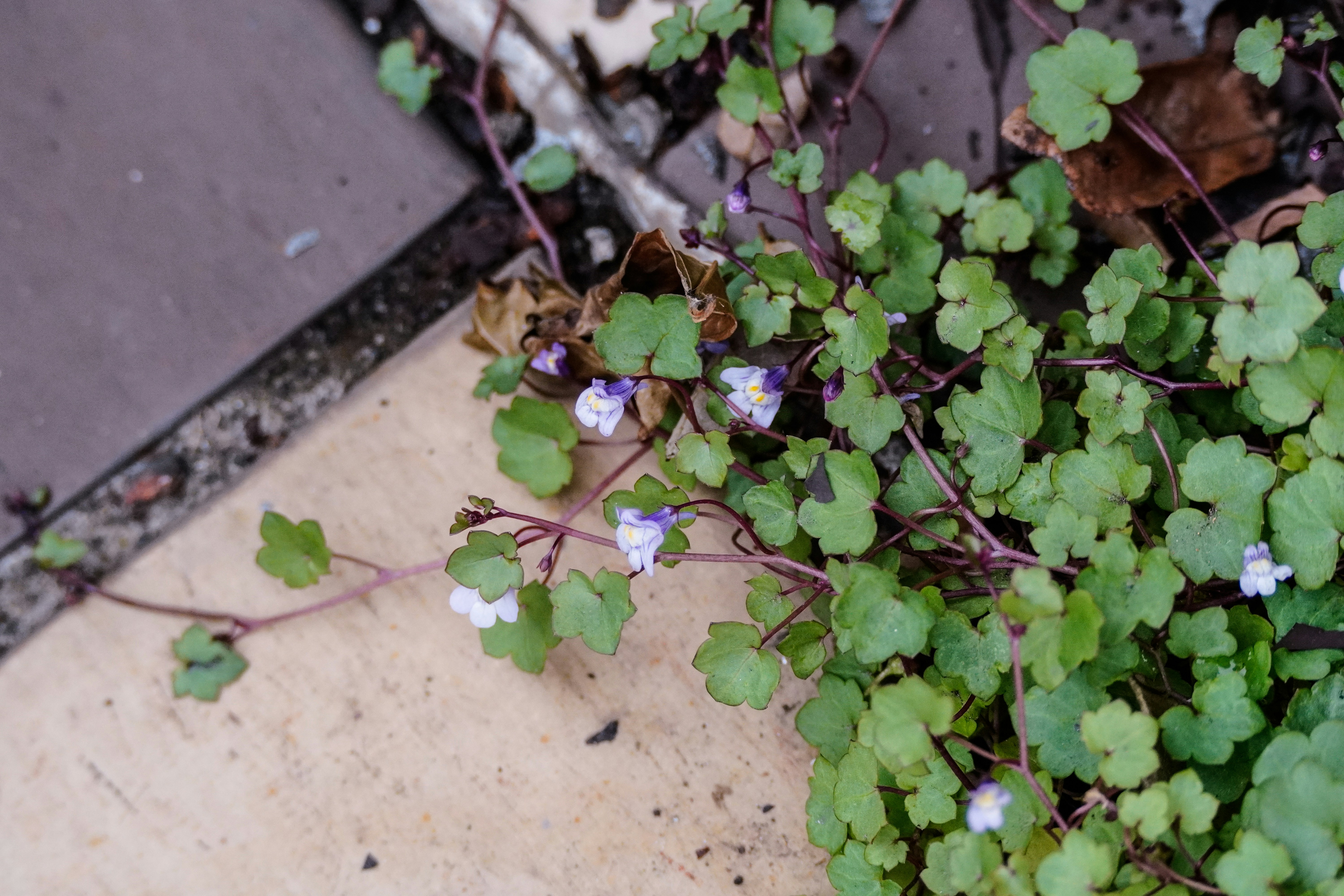 Violet blossoms among green runners by a sunlit curb