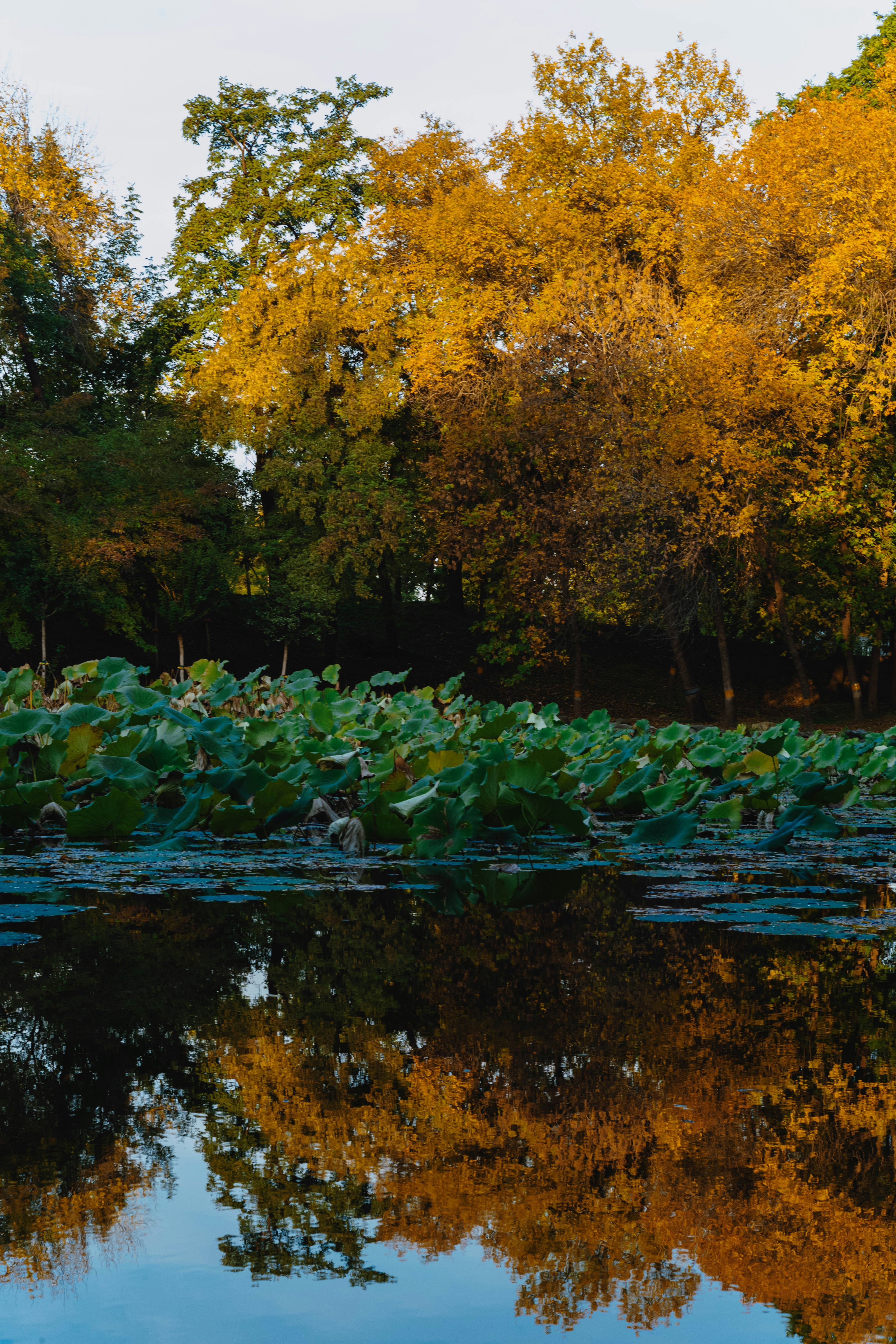 Golden Canopy Over a Lotus-Pad Pond, Reflections in Quiet Water