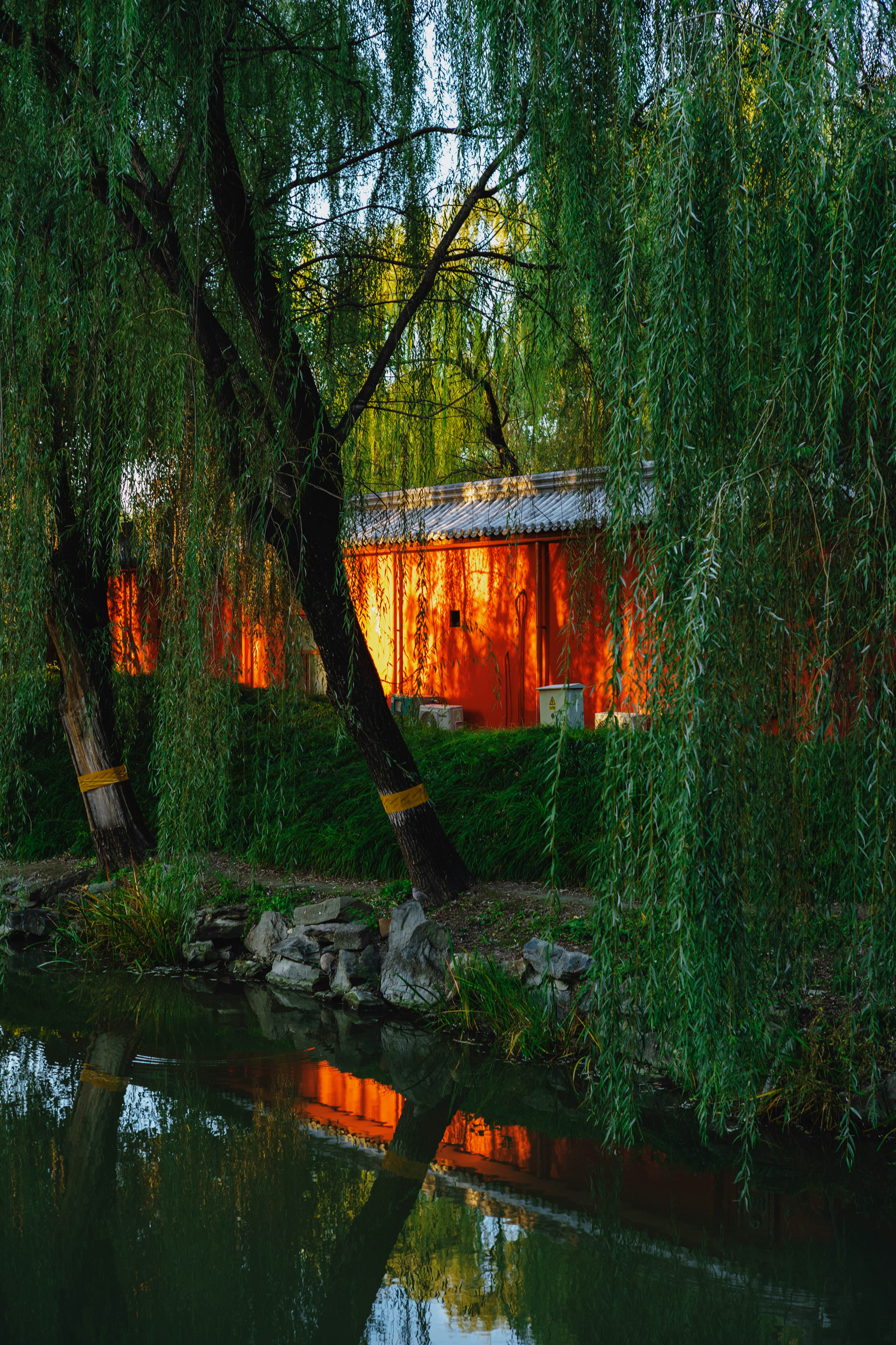 Amber Gate Through Weeping Willows, Reflected in a Quiet Pond