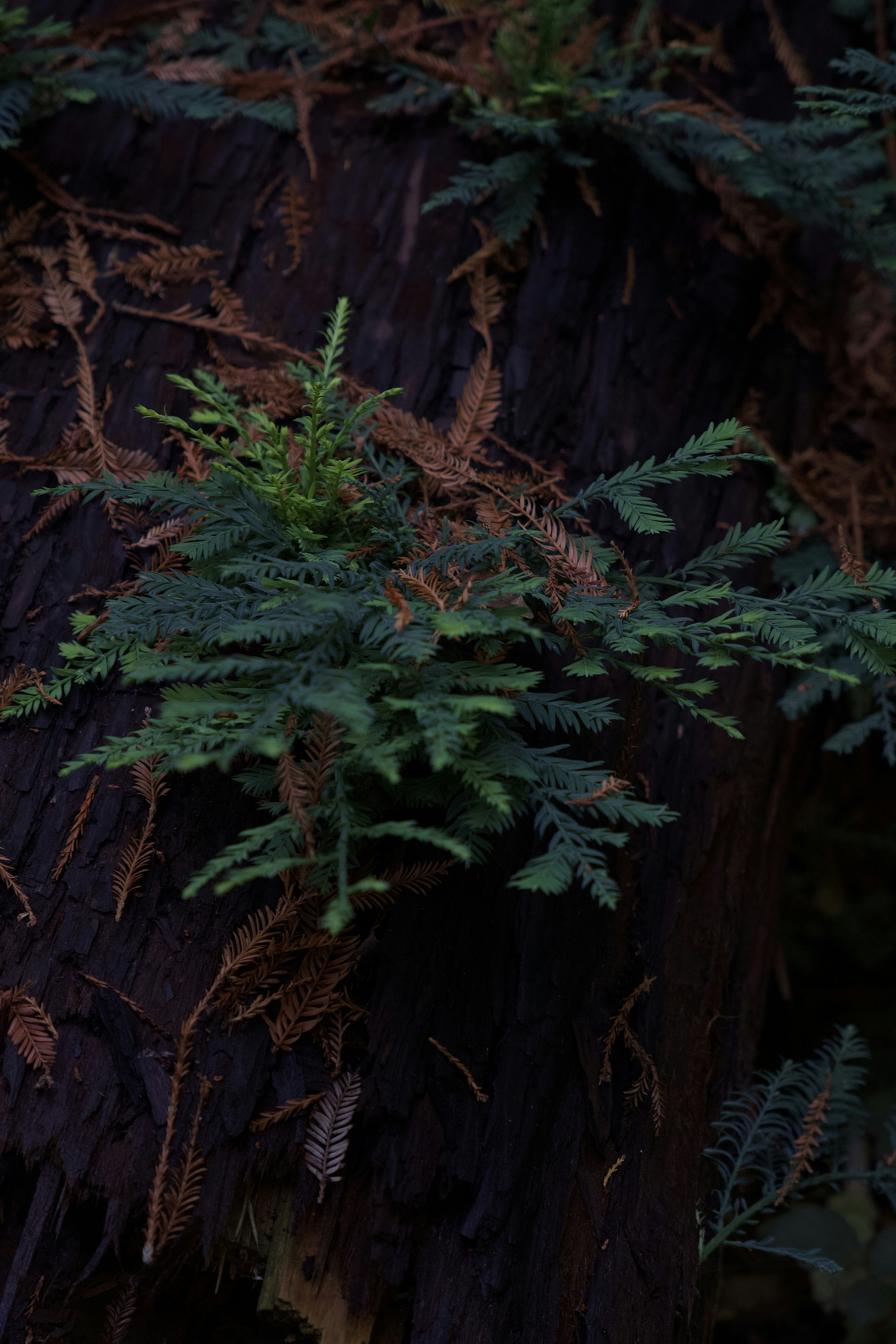 Emerald Fern Crown Clinging to a Weathered Stump