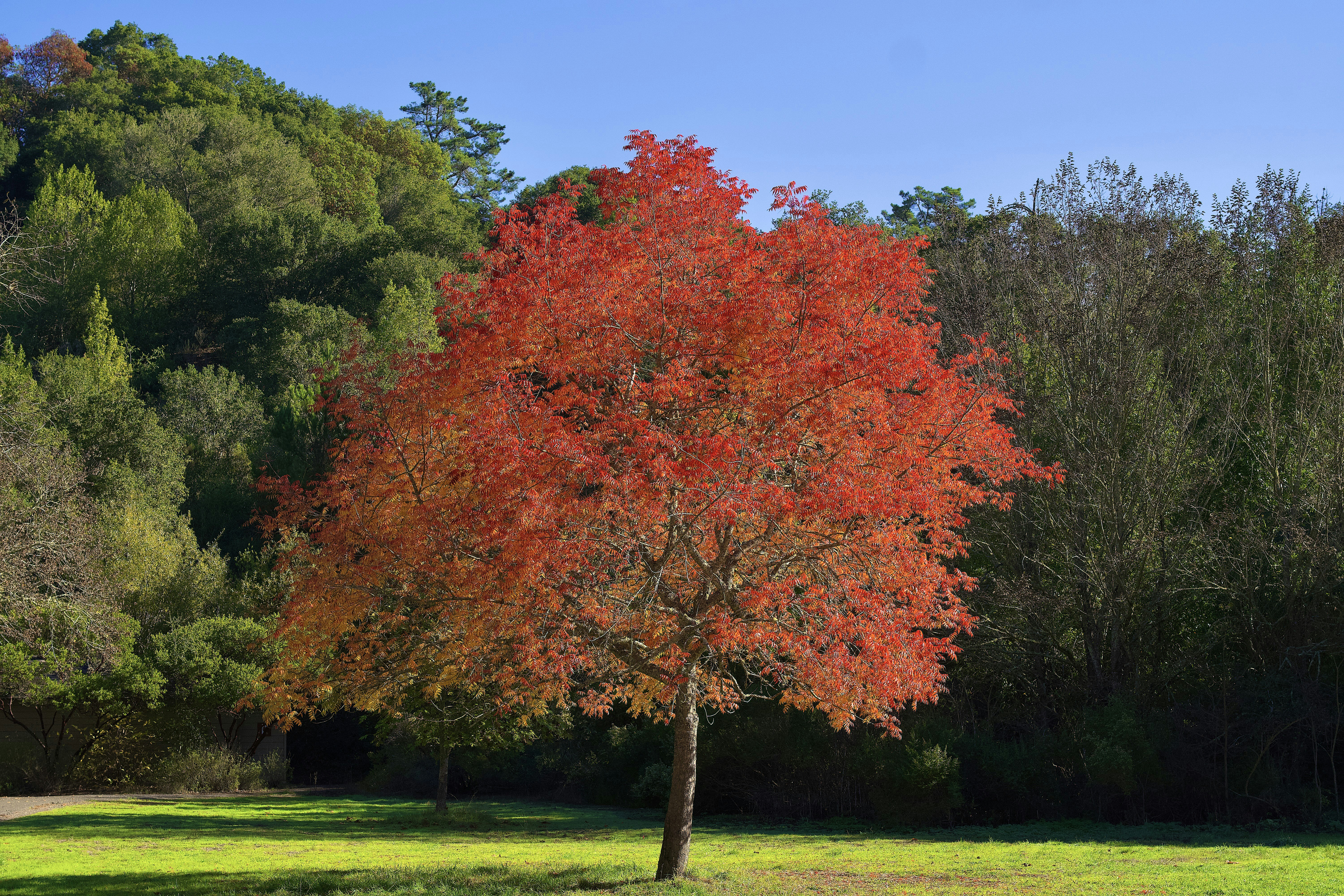 Scarlet Sentinel in a Sunlit Clearing