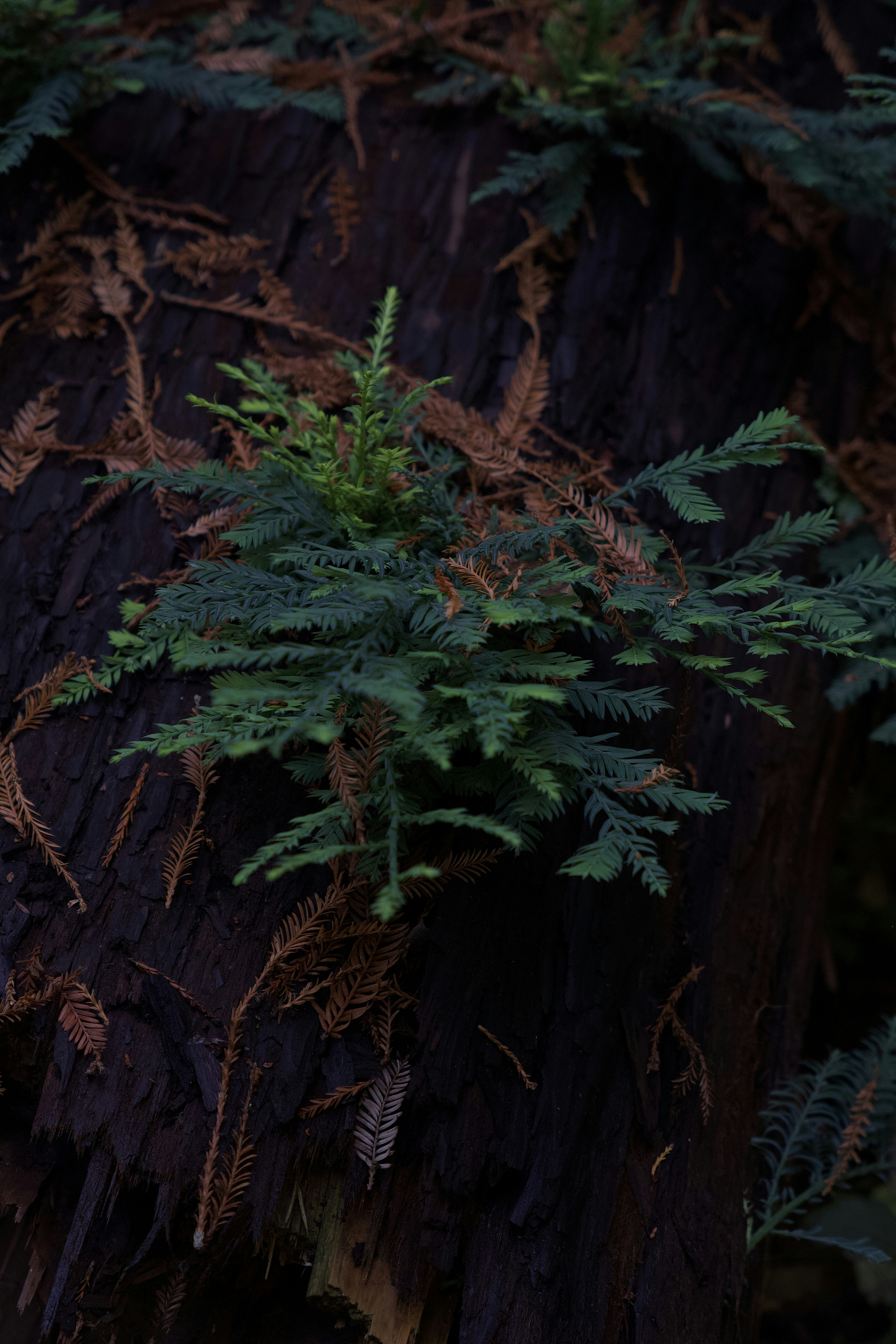 Emerald Ferns Reclaim a Shadowed Log