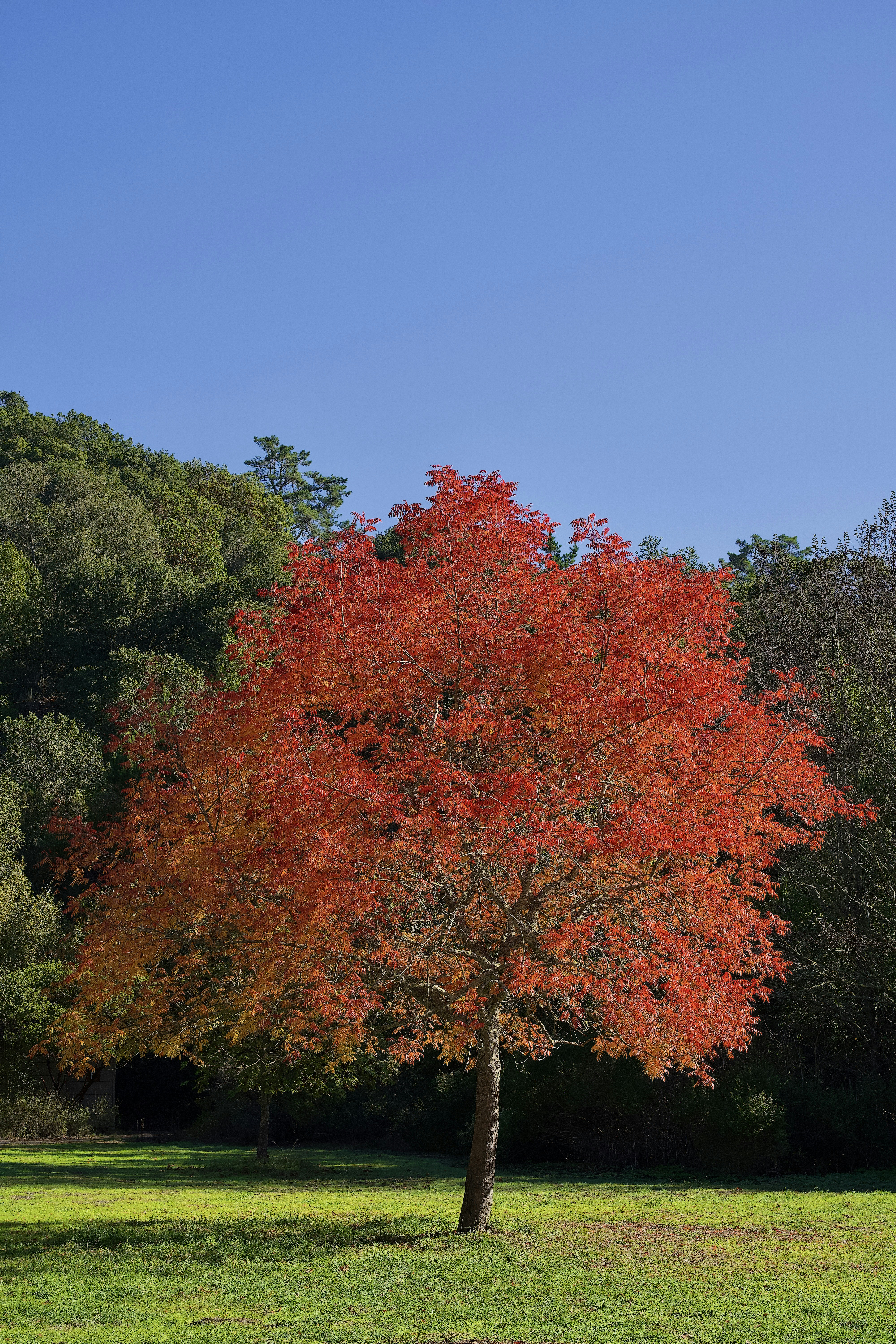 Scarlet Canopy: A Lone Autumn Tree Framed by Blue Sky and Green Field