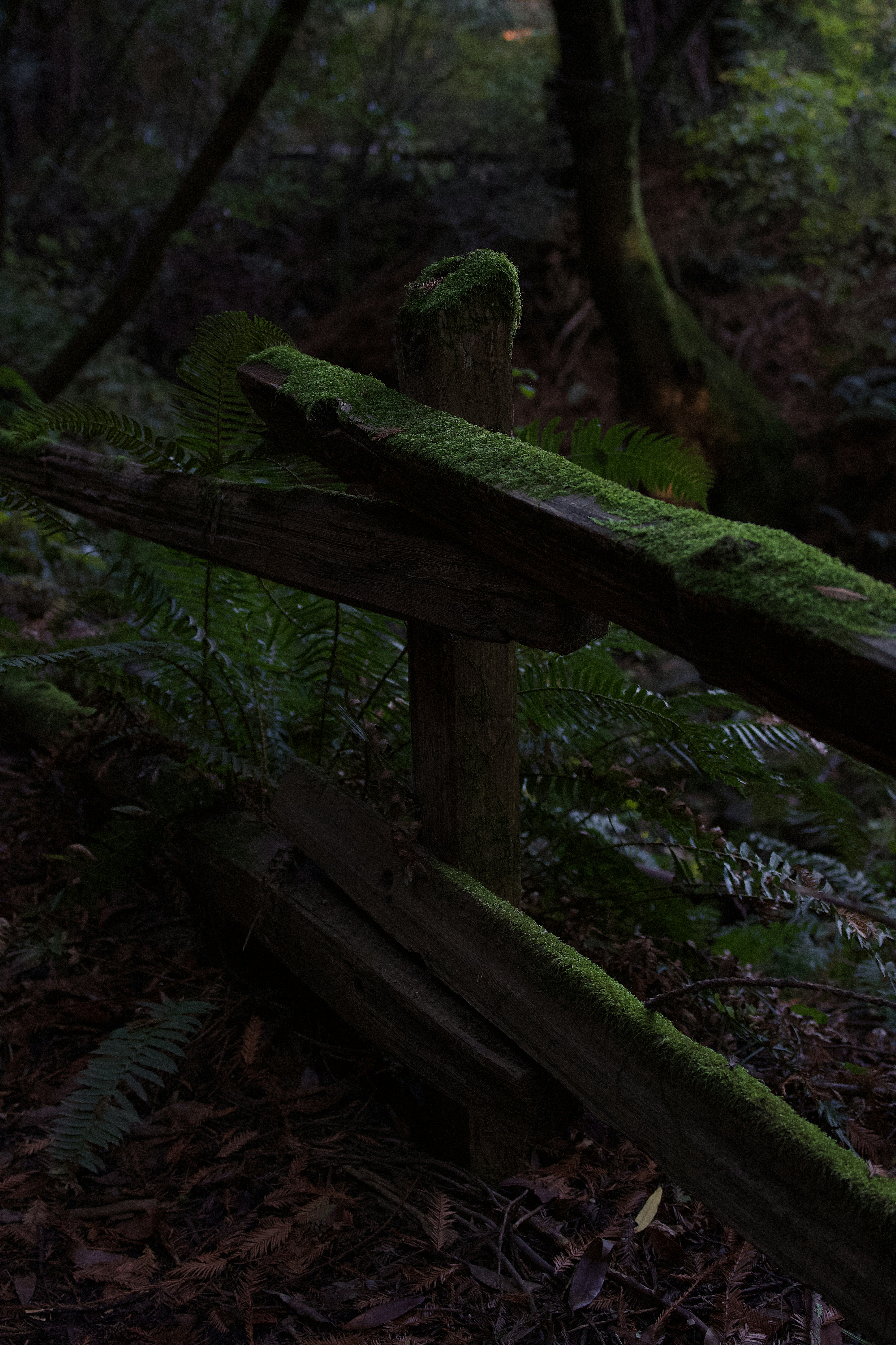 Moss-Covered Fence Crossing a Shadowed Forest