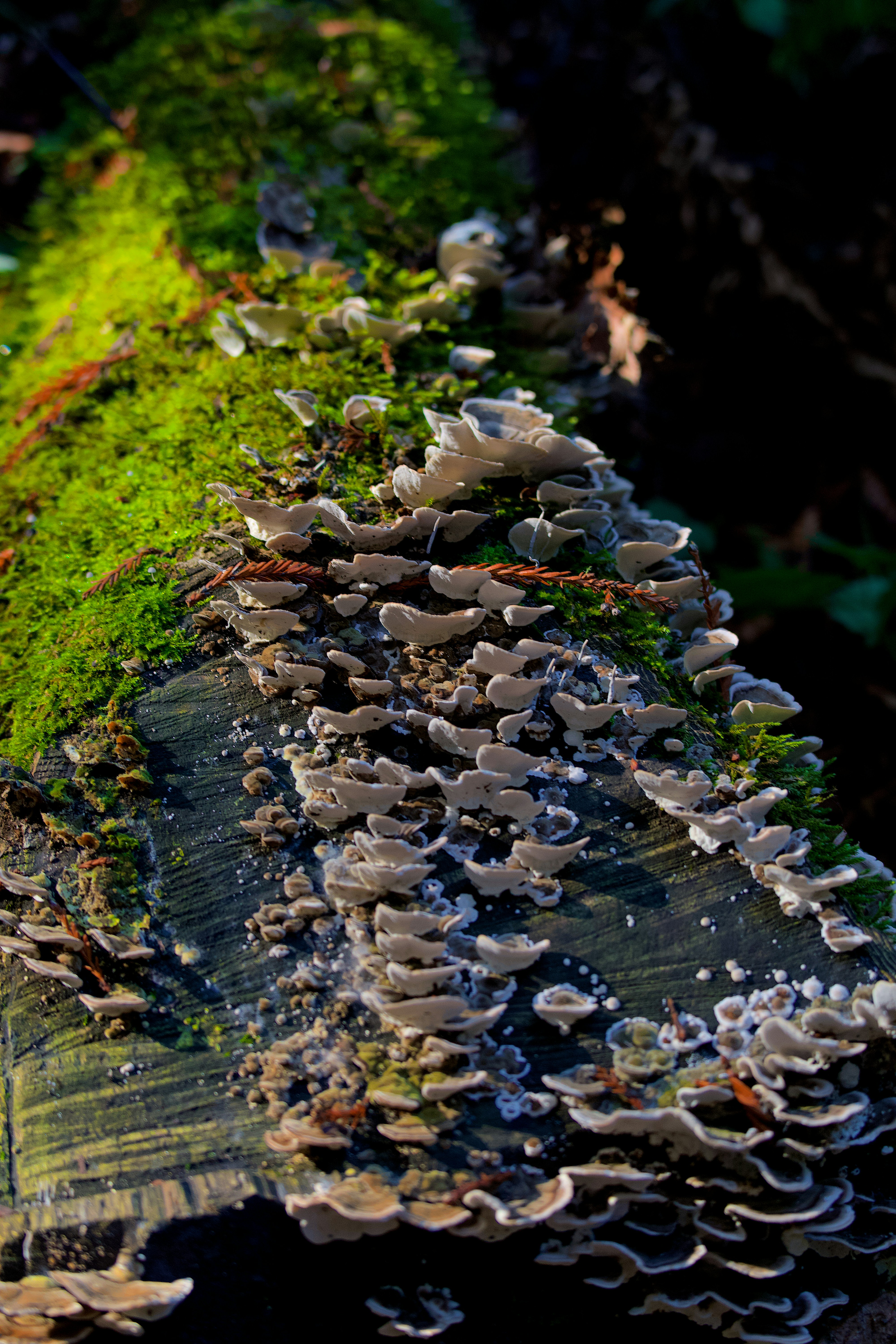 Frilled Choir on a Mossy Log: Close-Up of White Shelf Fungi in Dappled Forest Light