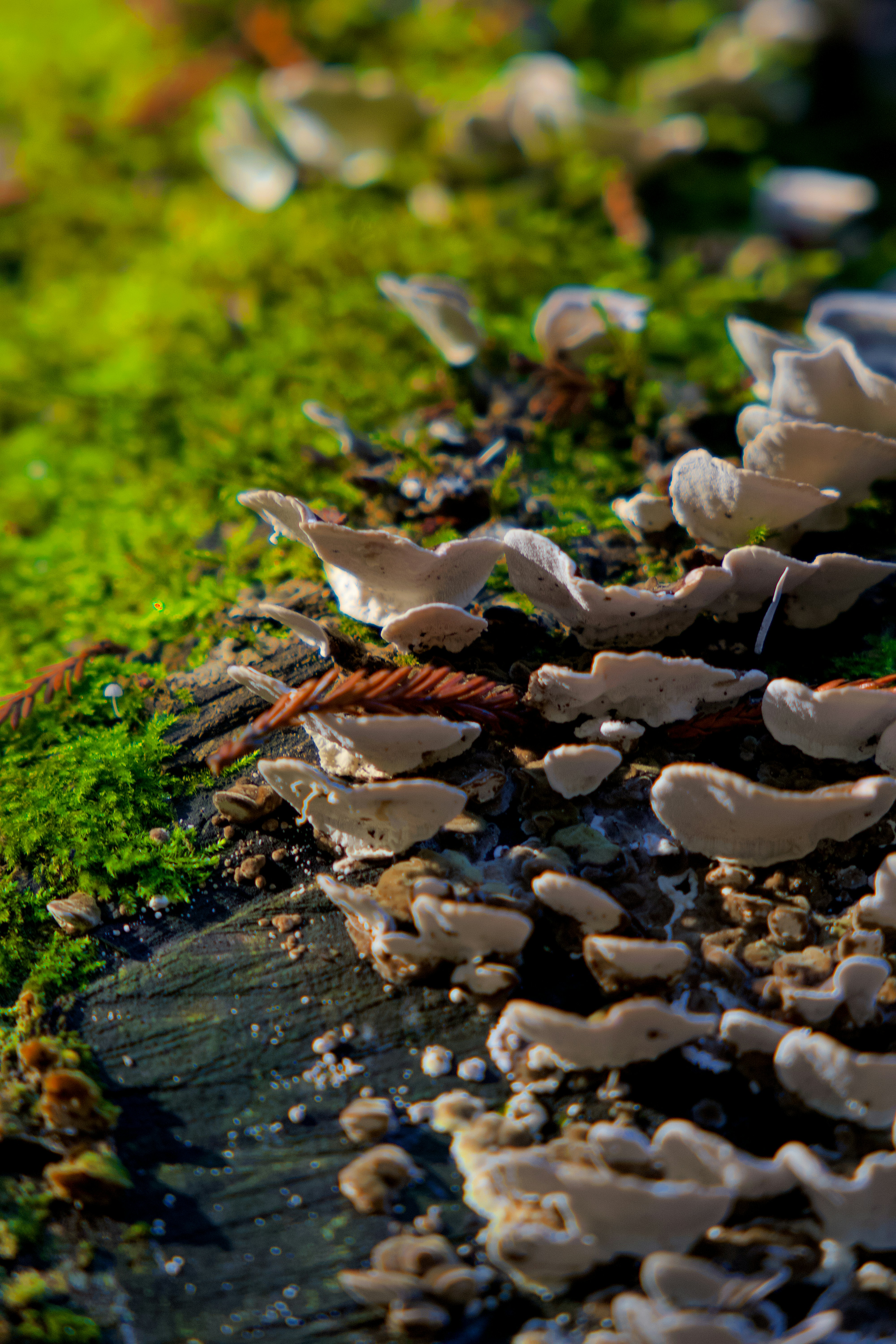 White Shelf Fungi Parade Along a Moss-Kissed Log