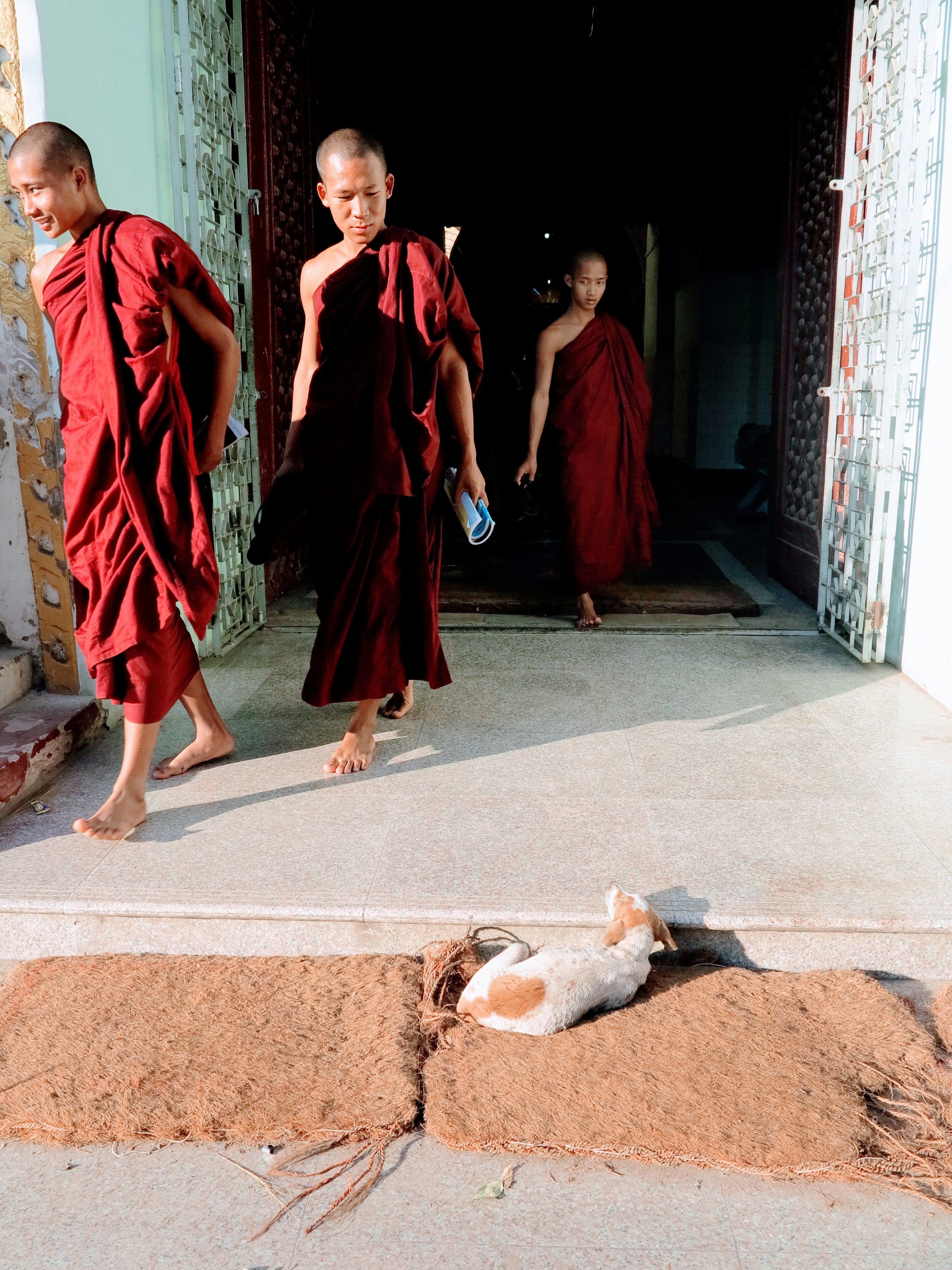 Three monks in red robes walk past a dog.