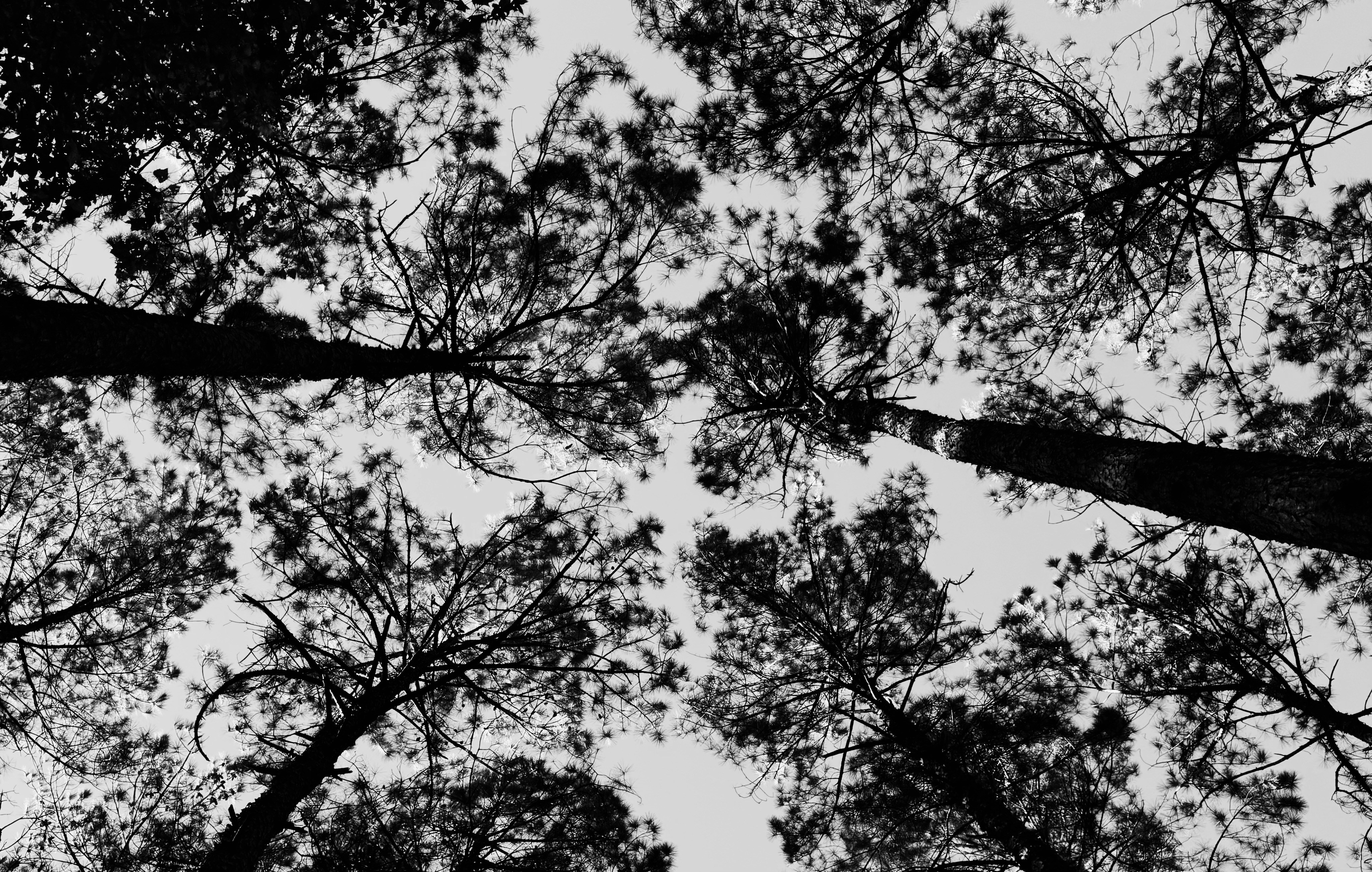 Looking up through pine trees towards the sky. photo – Free Forest ...