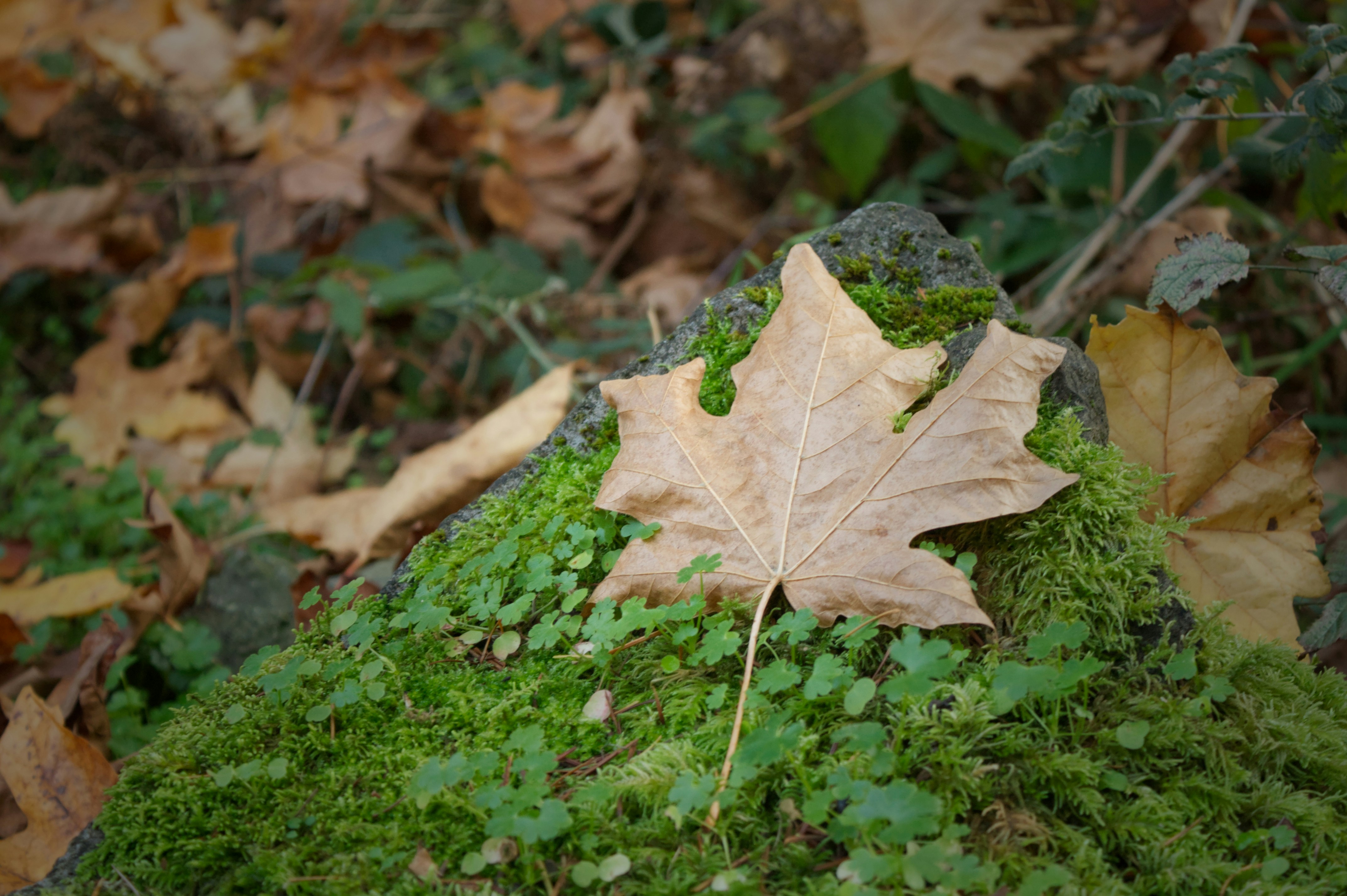 Photo by Reuben with Canon EOS 450D