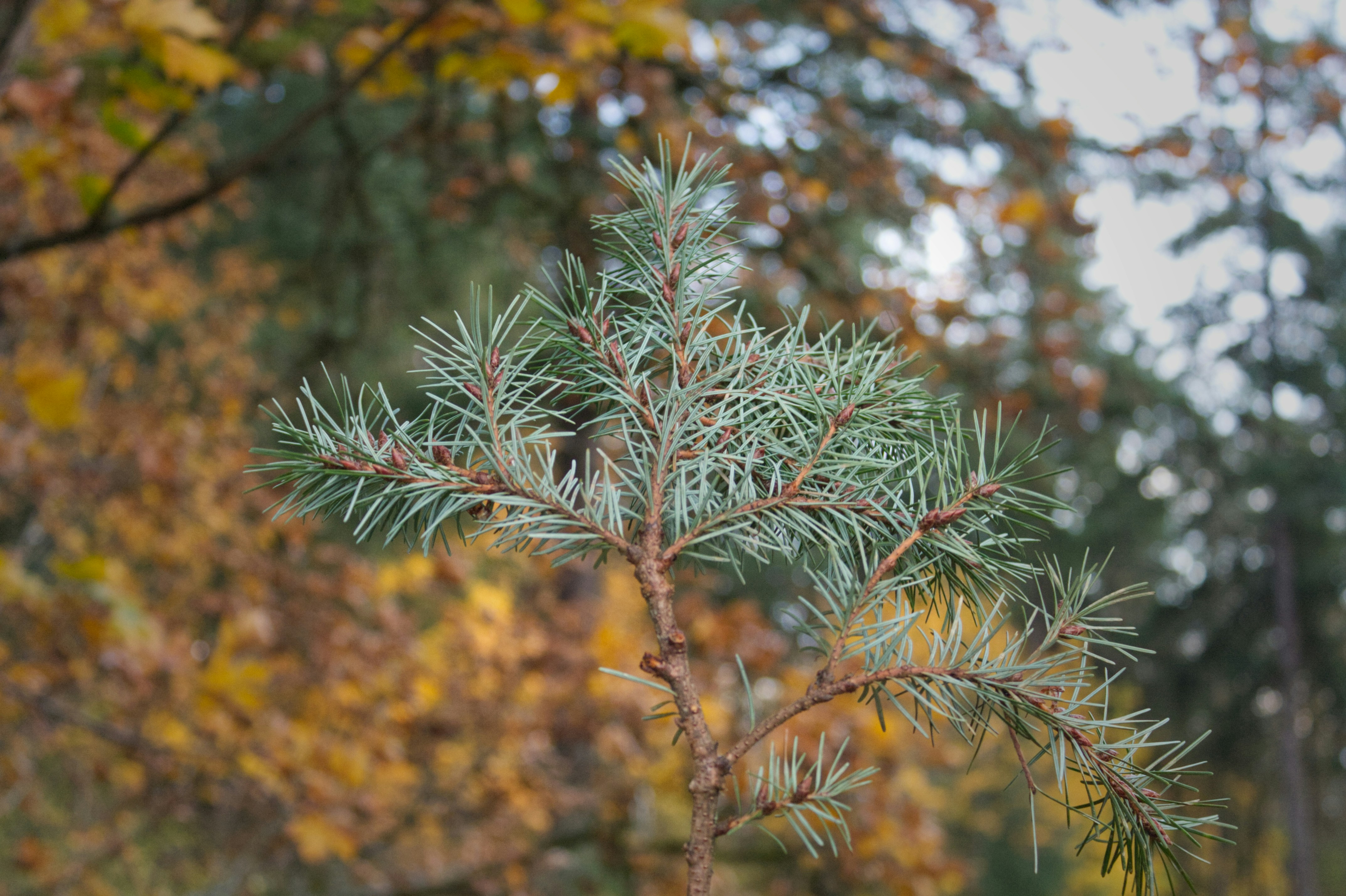 Close-Up Pine Needles Against a Golden Autumn Blur