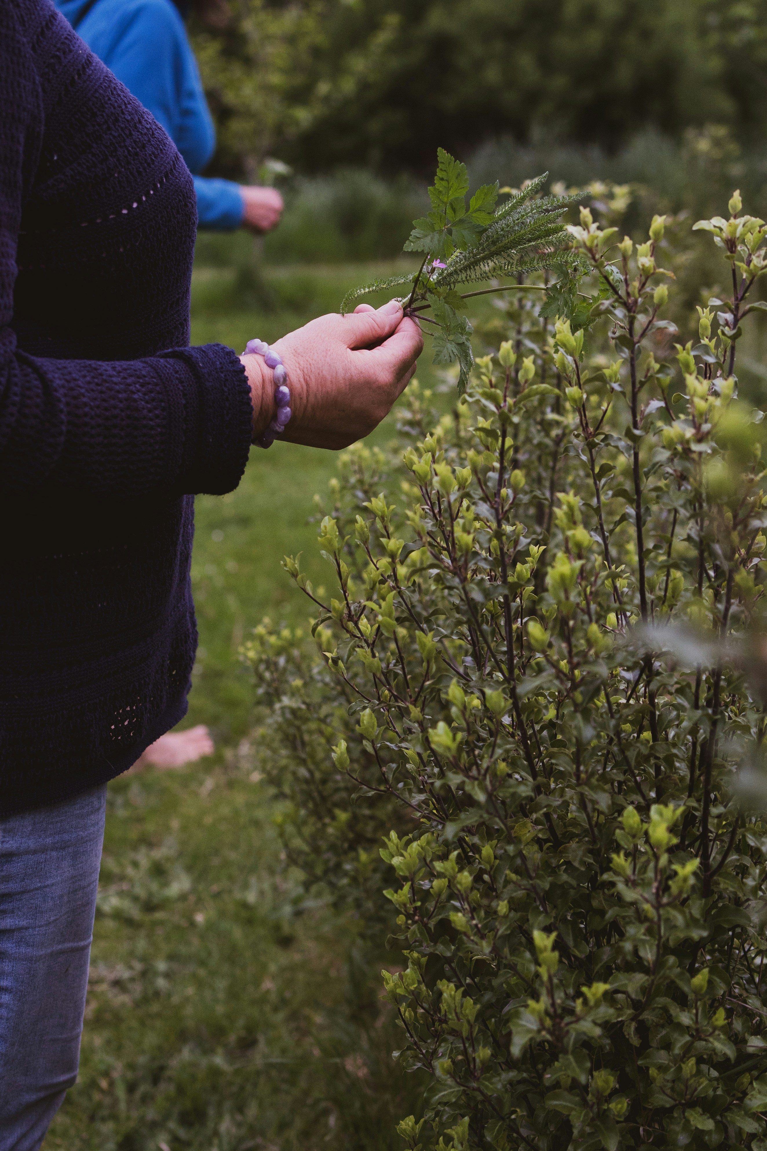 Hands in Focus: Quiet Garden Moment with Fern by a Hedge