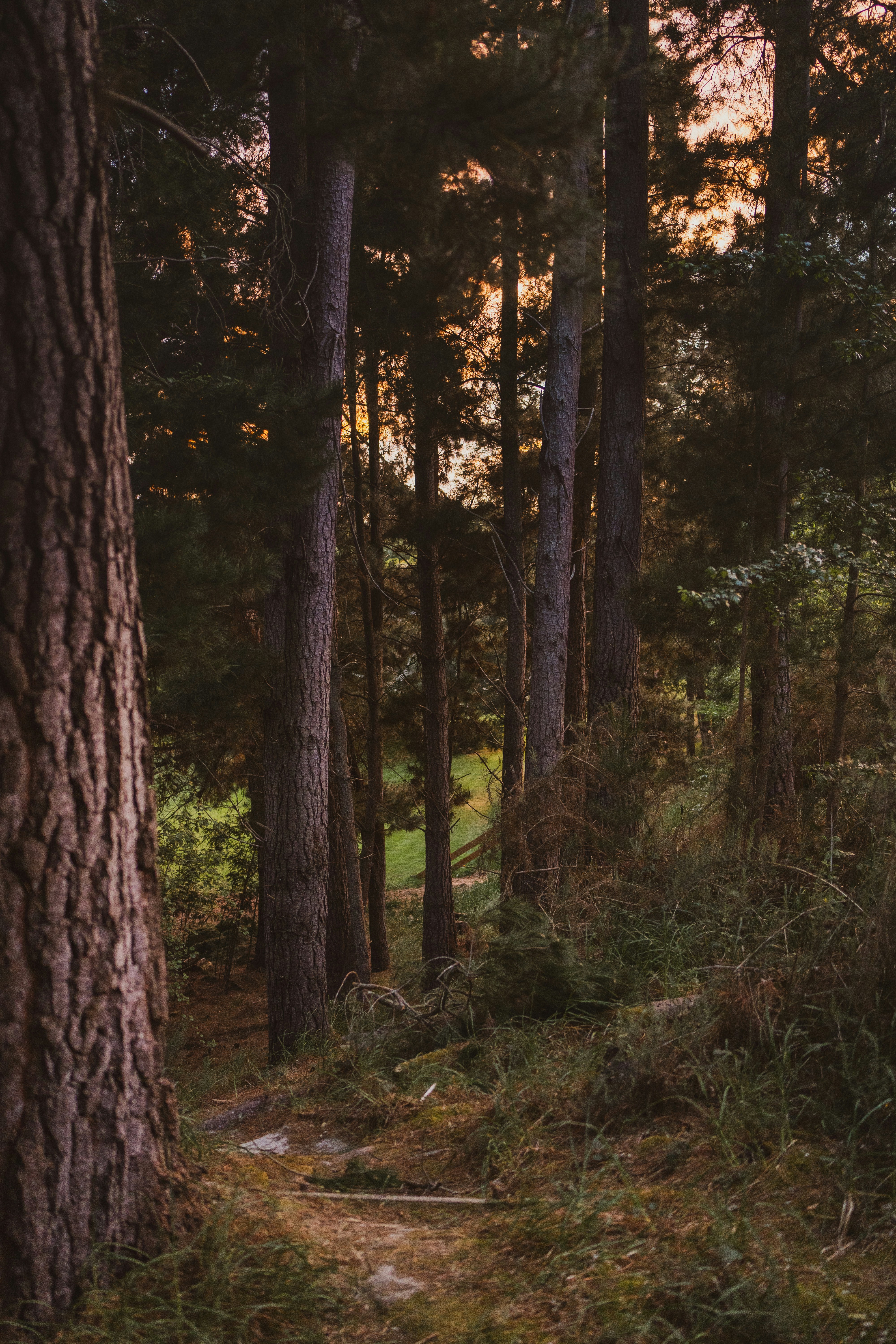 A path through a dense, sunlit forest photo – Free Forest Image on Unsplash
