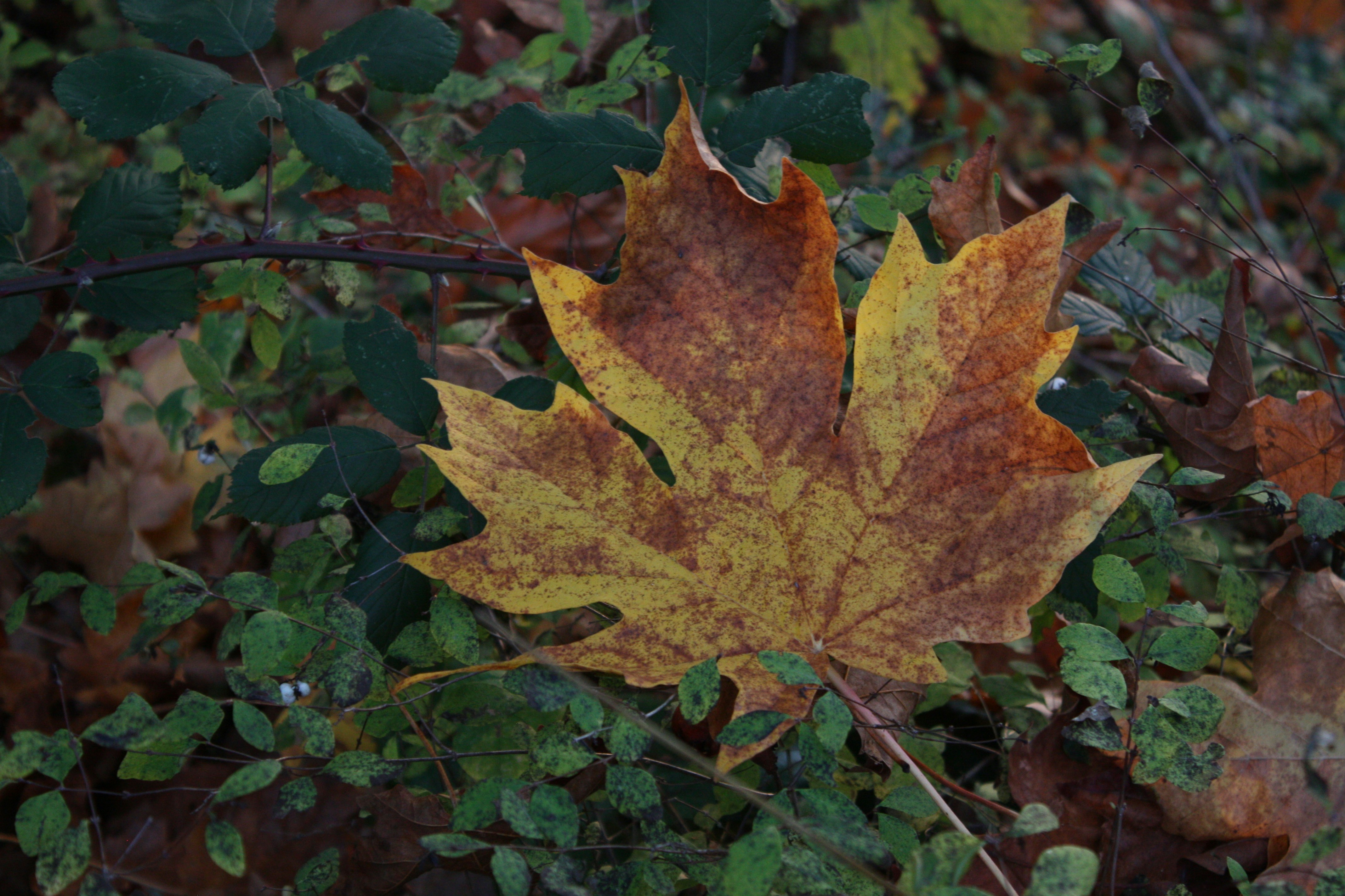 Photo by Reuben with Canon EOS 450D