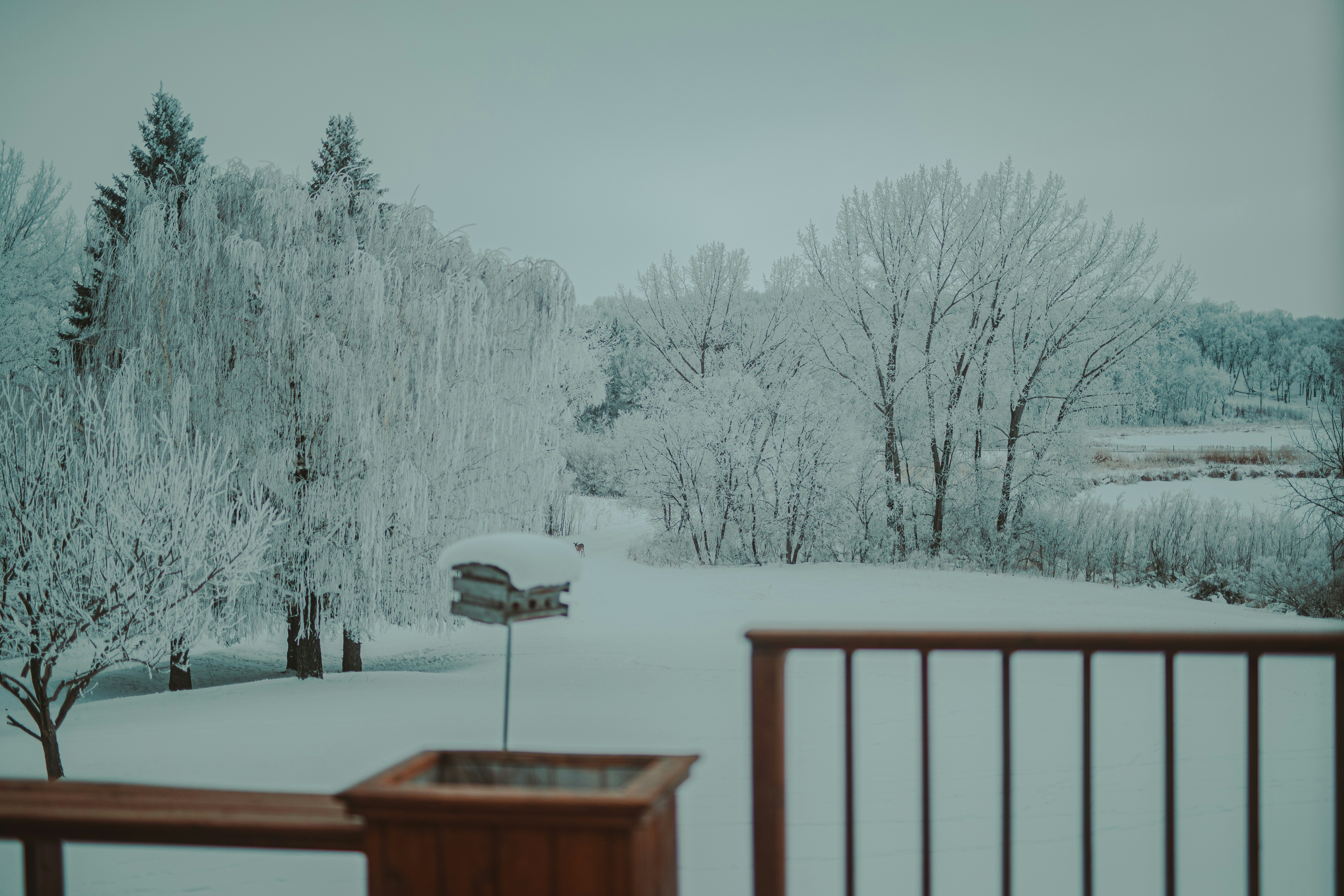 Snow-Blanketed Deckscape: Frosted Trees and a Quiet Birdhouse