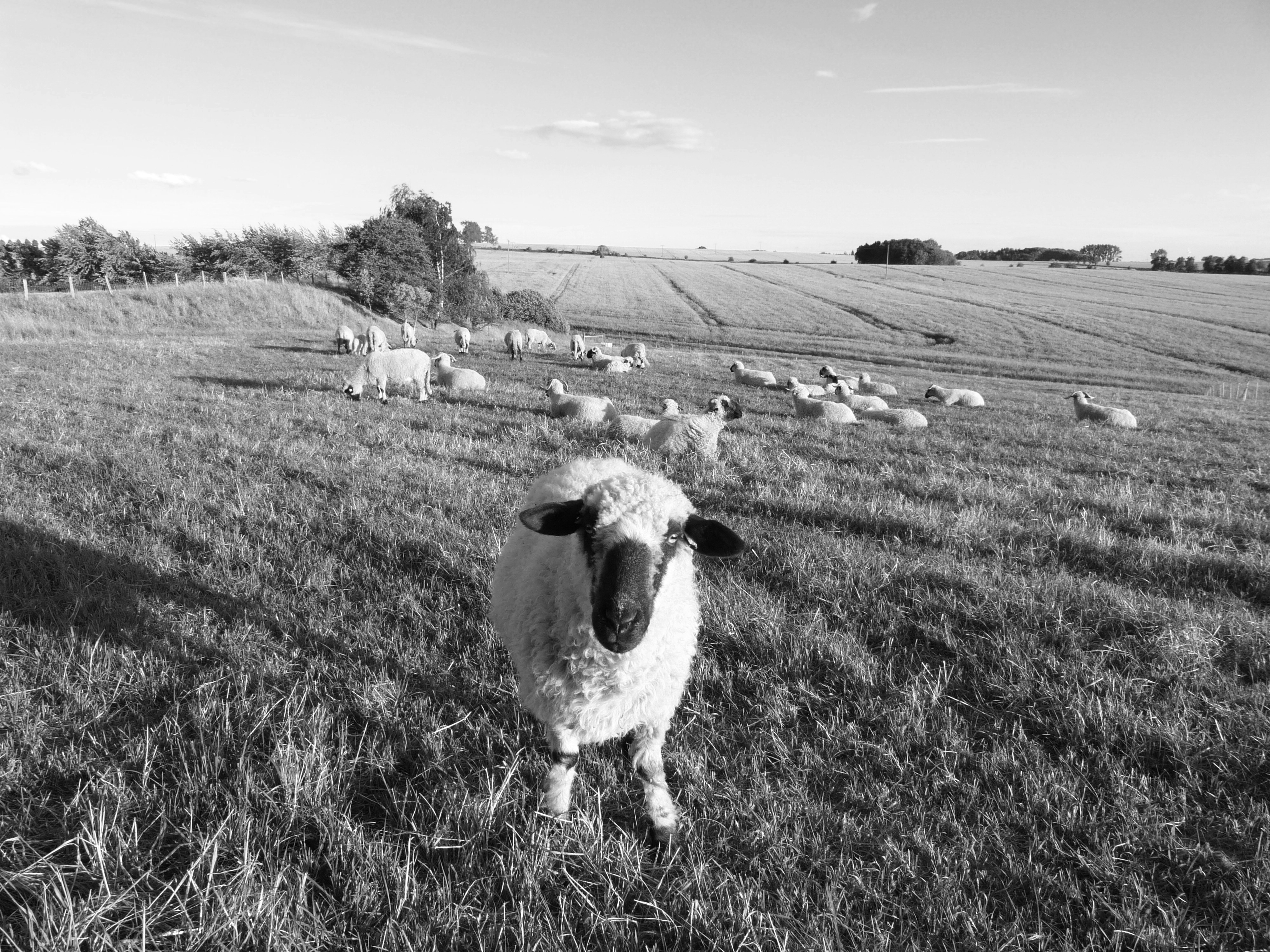 A sheep stands in a field with others behind.
