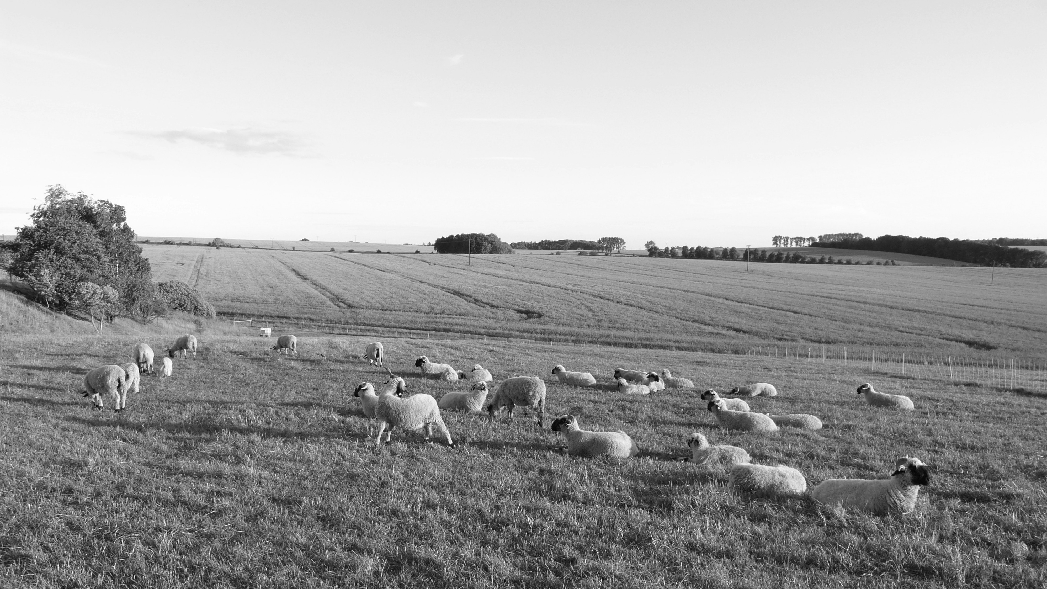 Flock of sheep grazing in a grassy field.