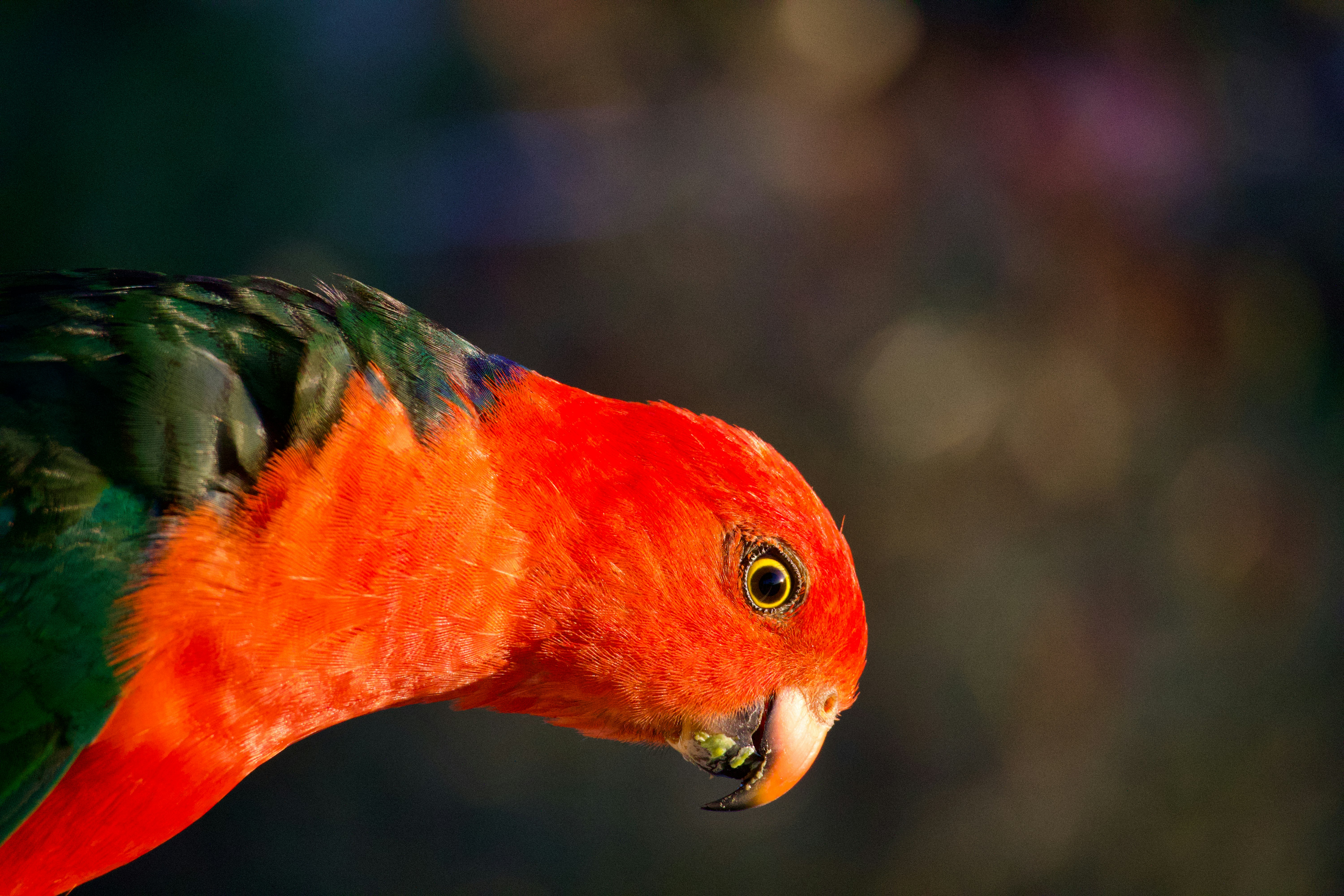 Crimson-Headed Parrot in Focus: A Close-Up Burst of Color