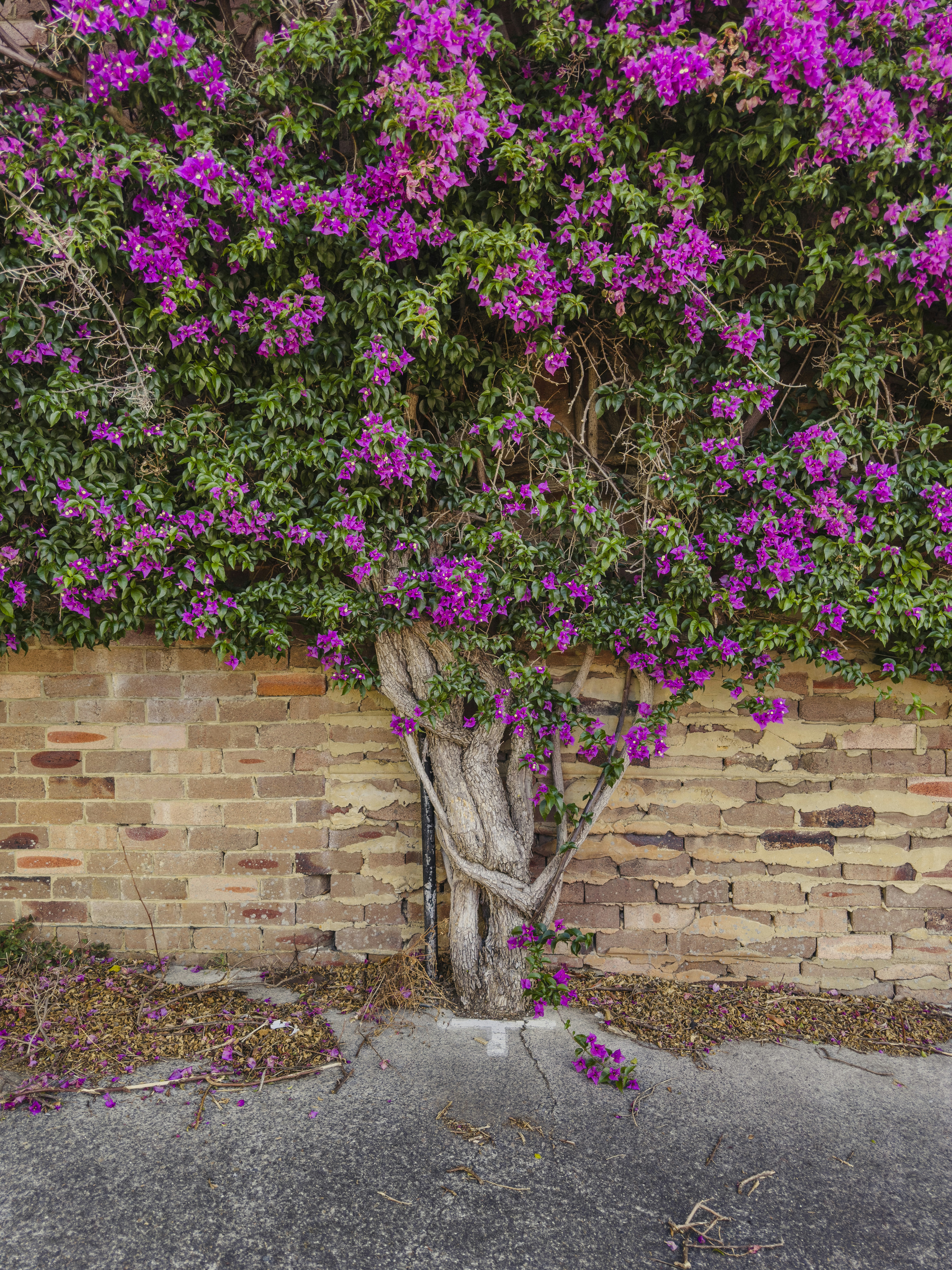 Twined Trunk Beneath a Magenta Bougainvillea Curtain