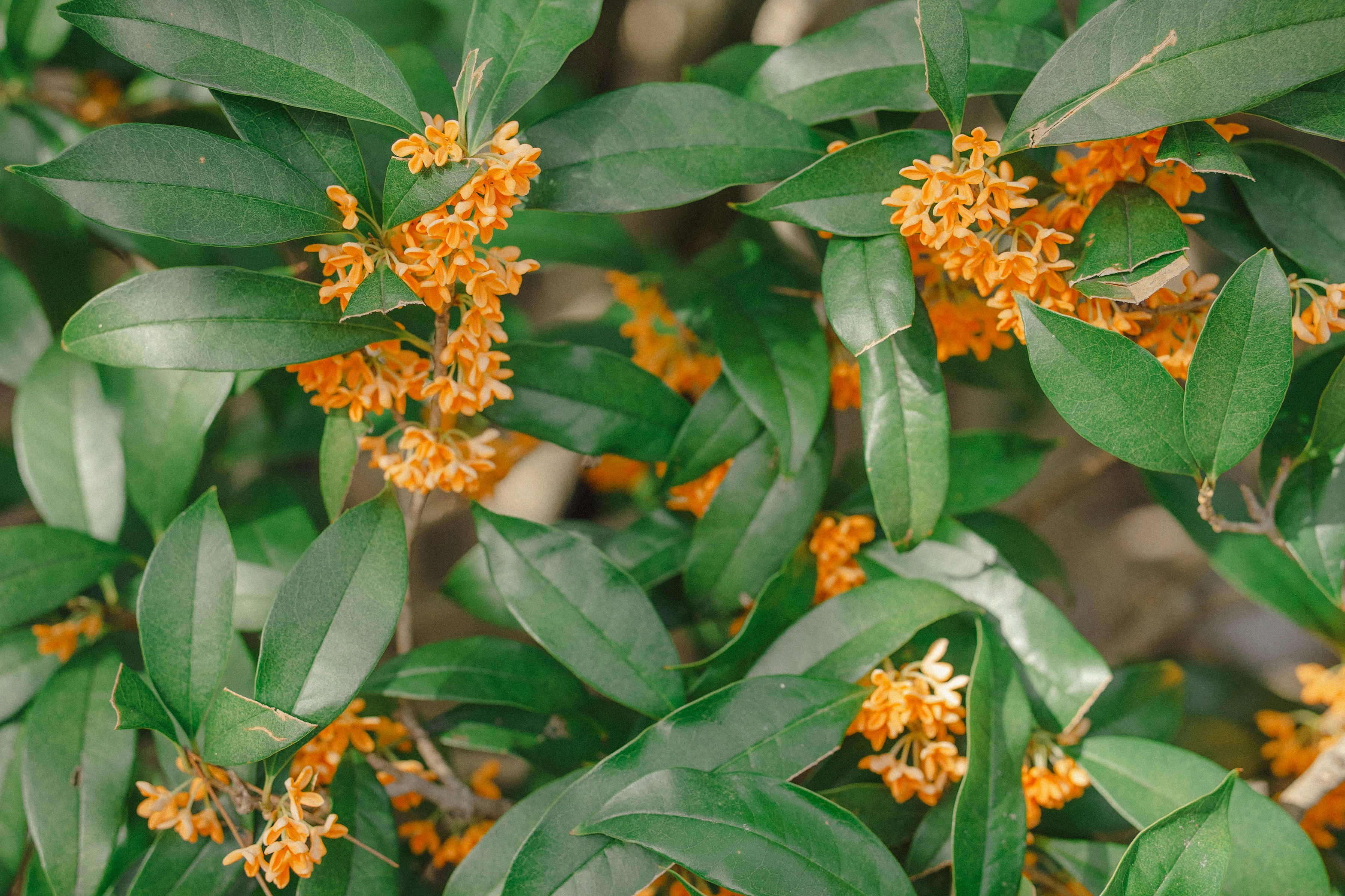 Sweet Osmanthus in Bloom
