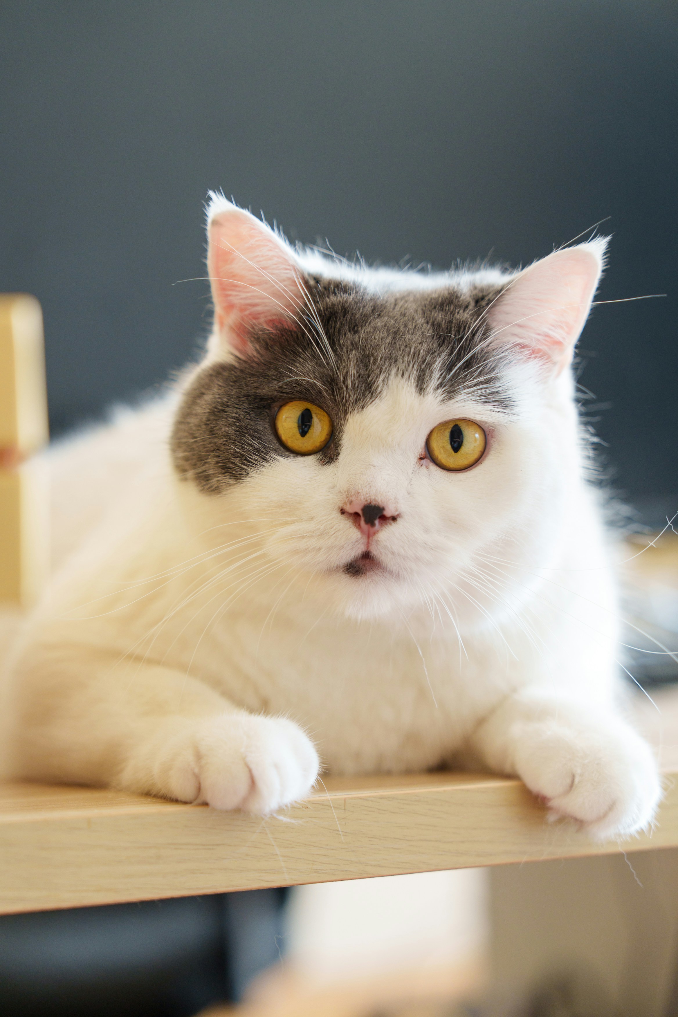 Photo by Yoo hoo with Sony Alpha 7 IV