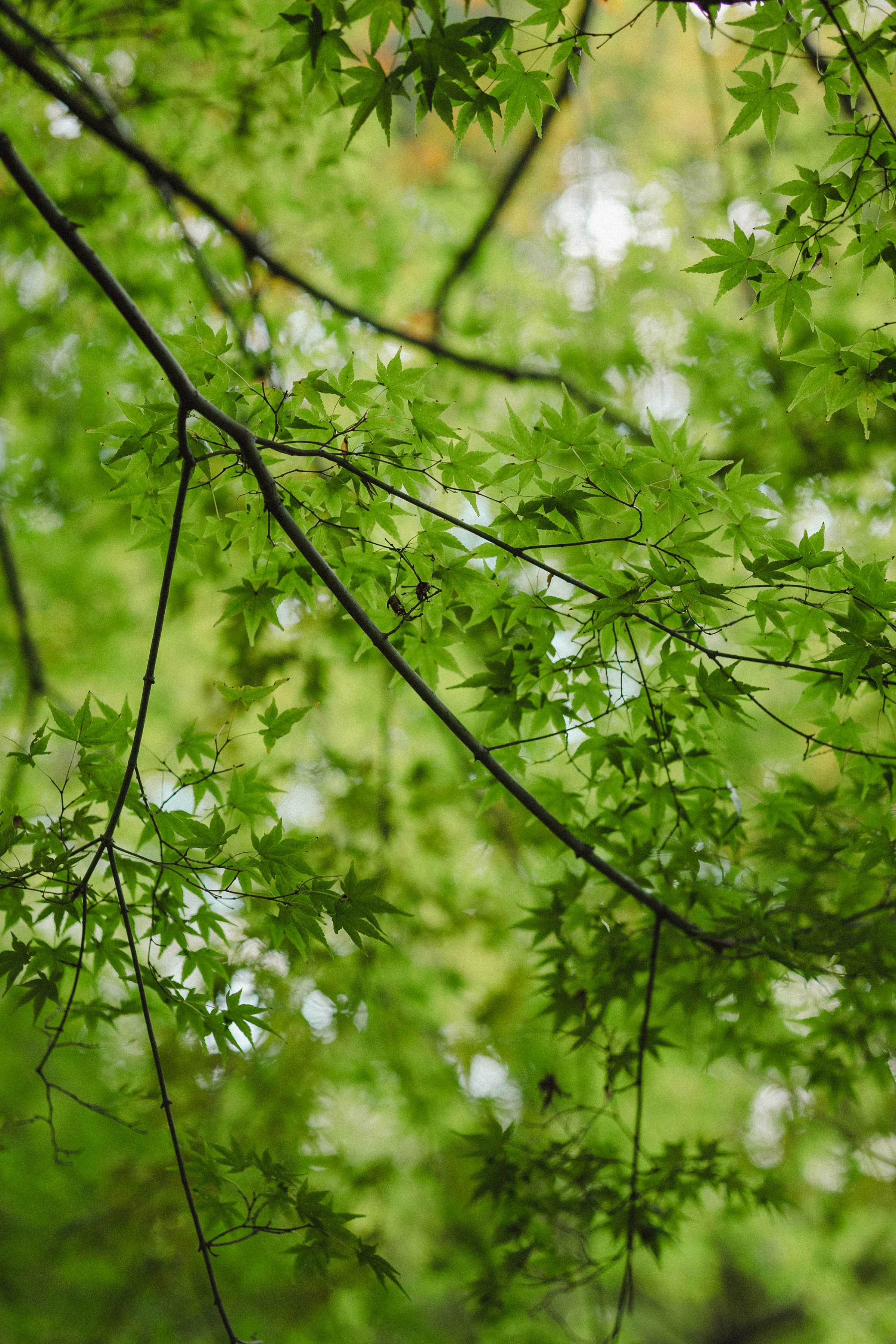 Japanese Maple Leaves. Pattern of green maple leaves in soft natural light.