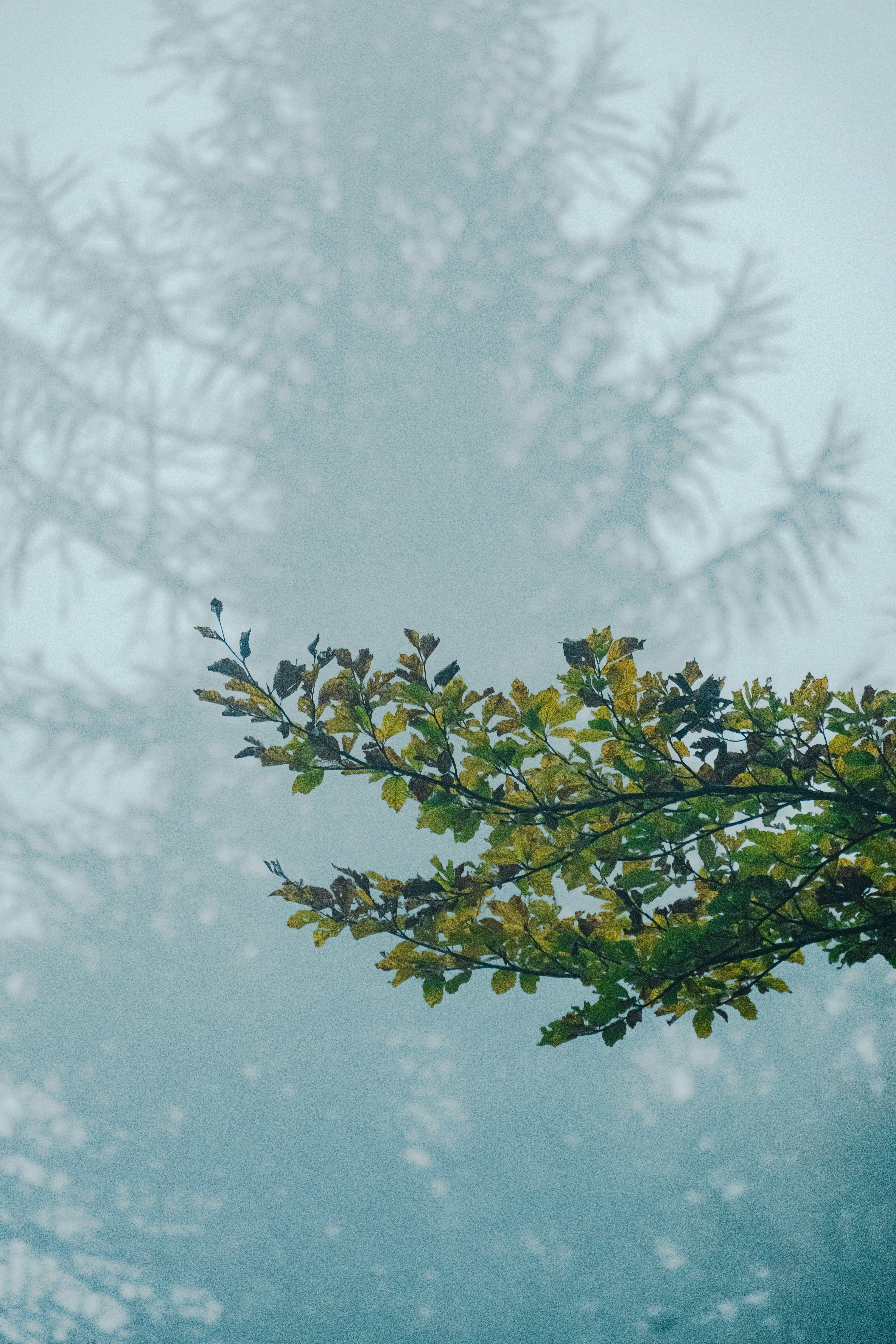 Verdant Branch in a Misty Blue Quiet