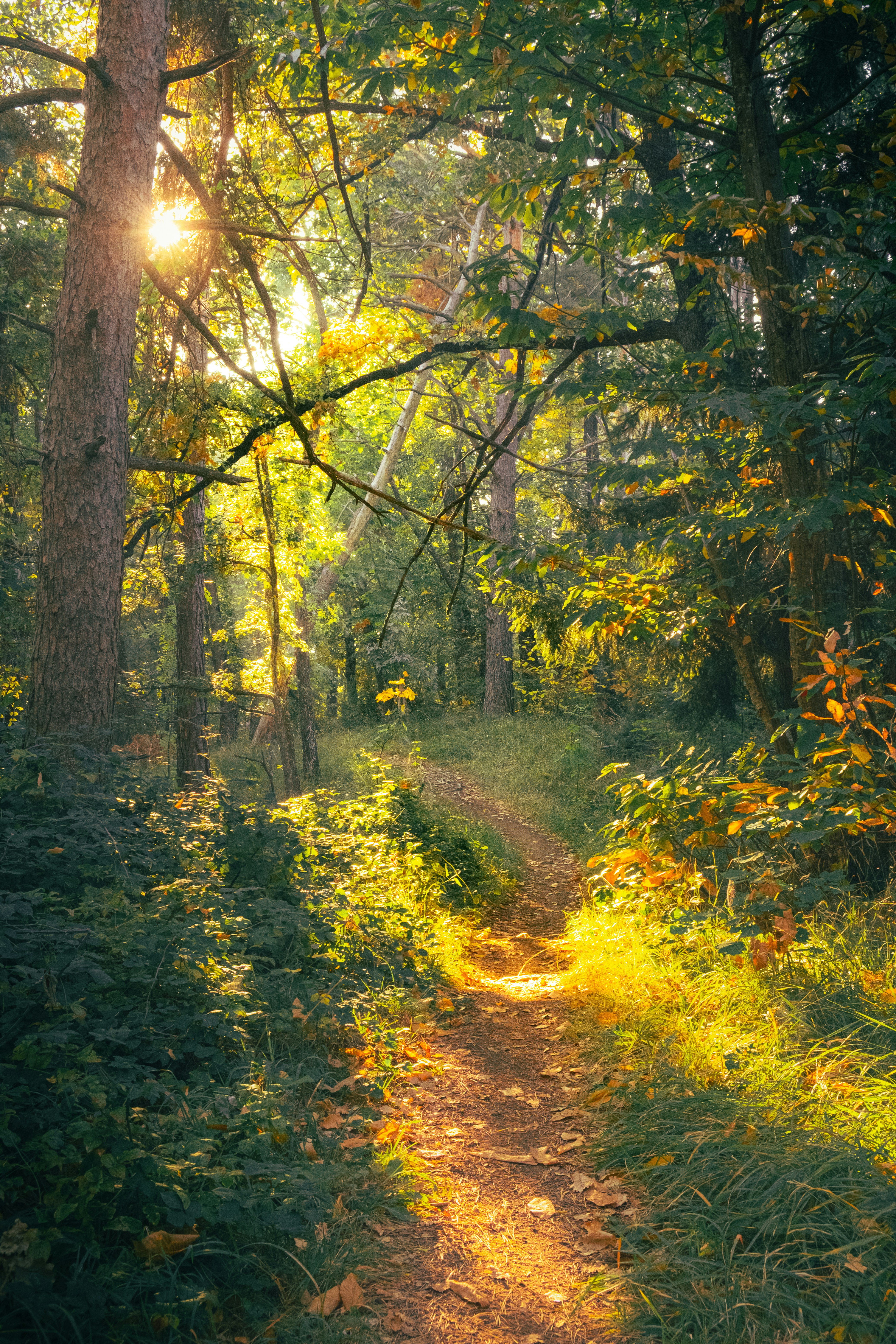 Sunlight streams through a forest path photo – Free Forest Image on ...