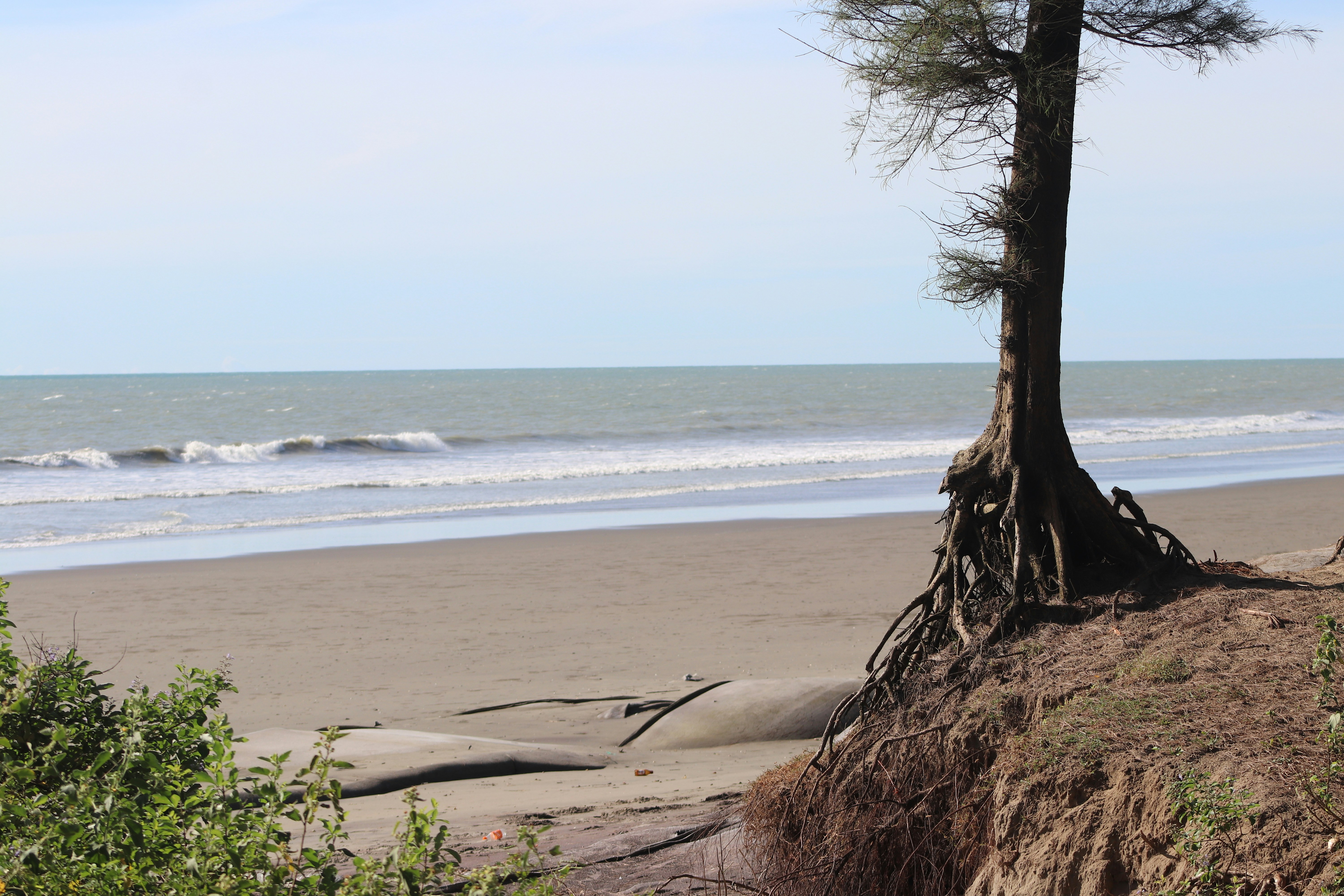 A photograph of a solitary tree with exposed roots clinging to a sandy bank as gentle waves roll onto a quiet beach.