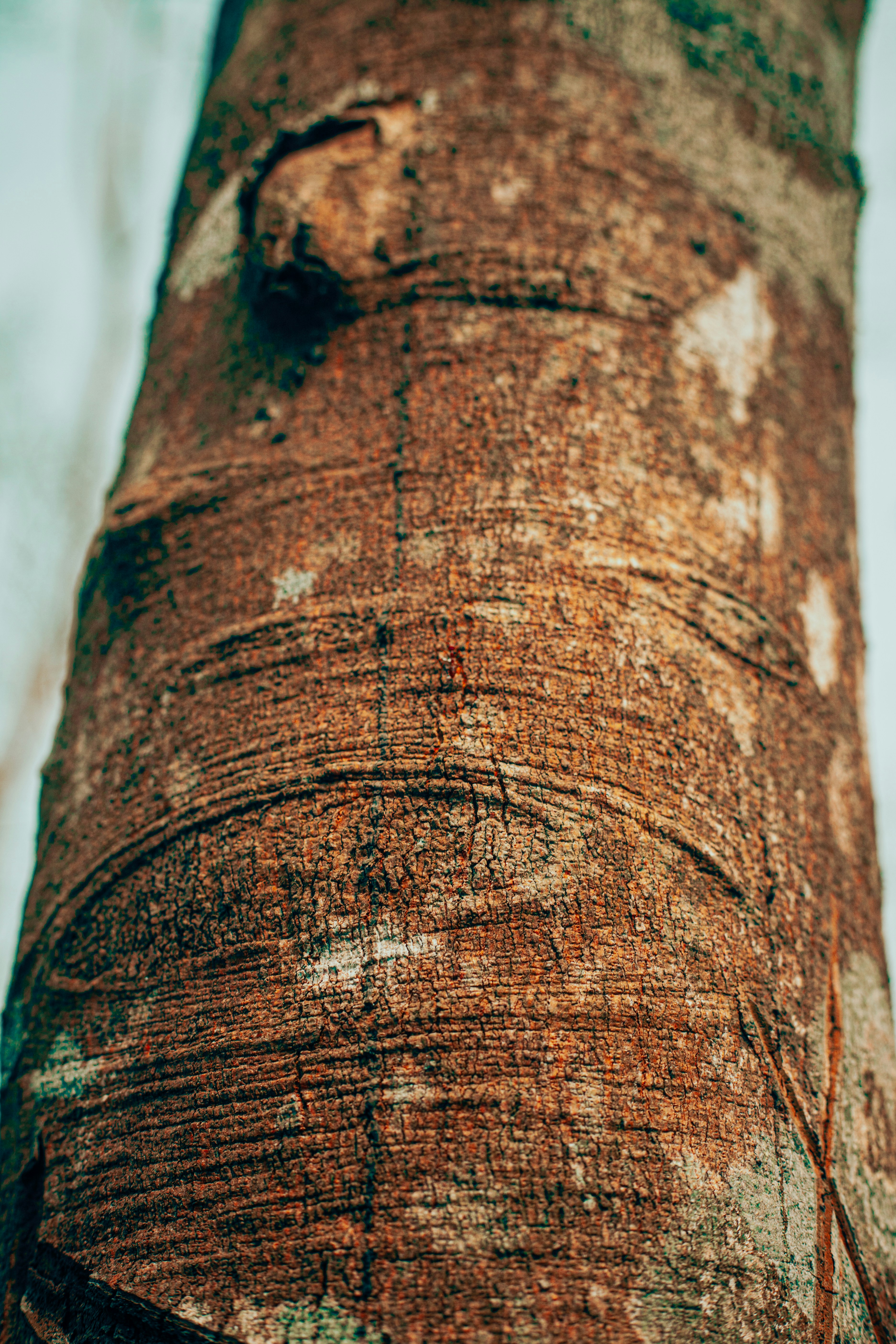 Rugged Bark Lines: a close-up study of weathered tree texture